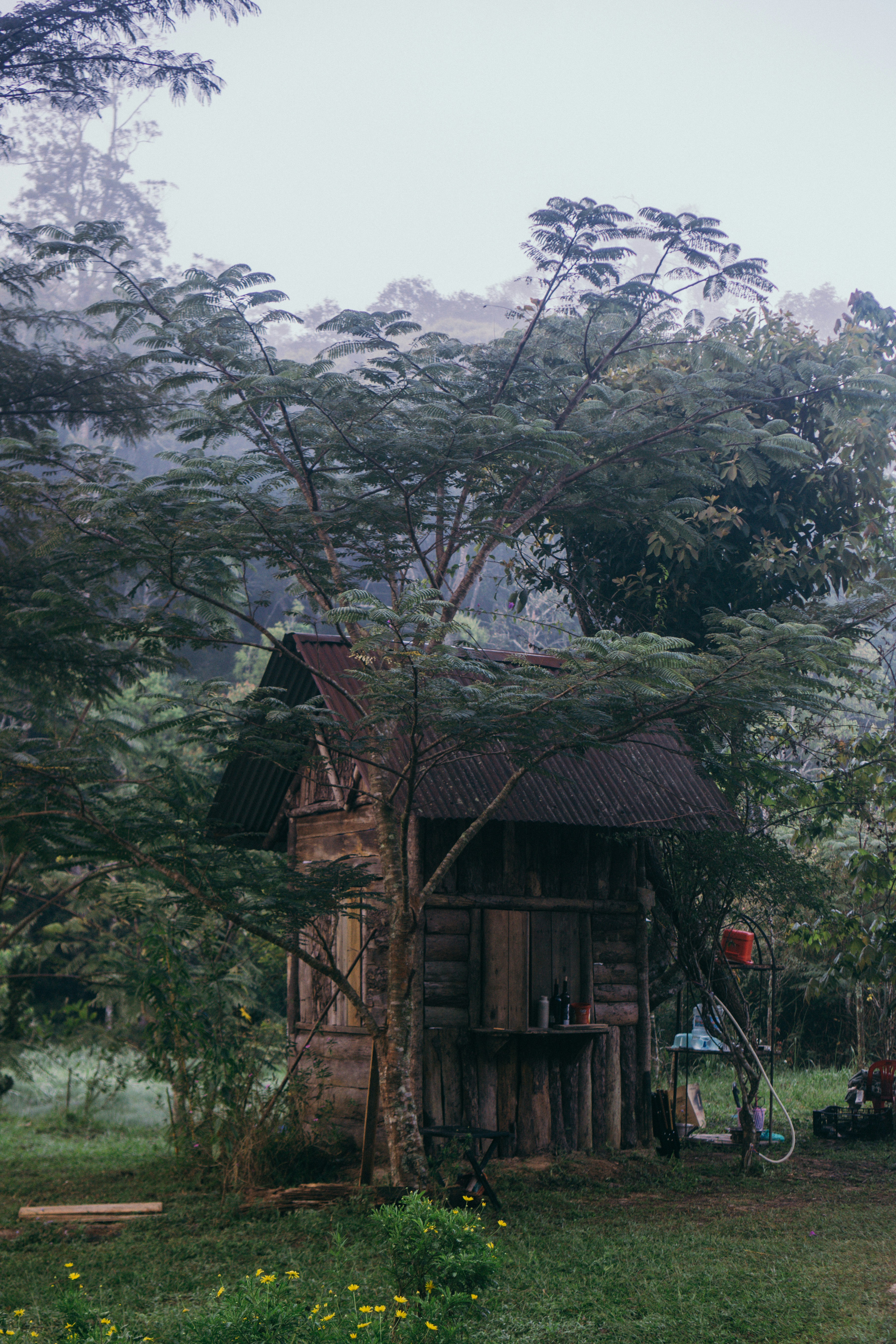 Whispered Shelter: A Rustic Hut Beneath a Veiled Canopy