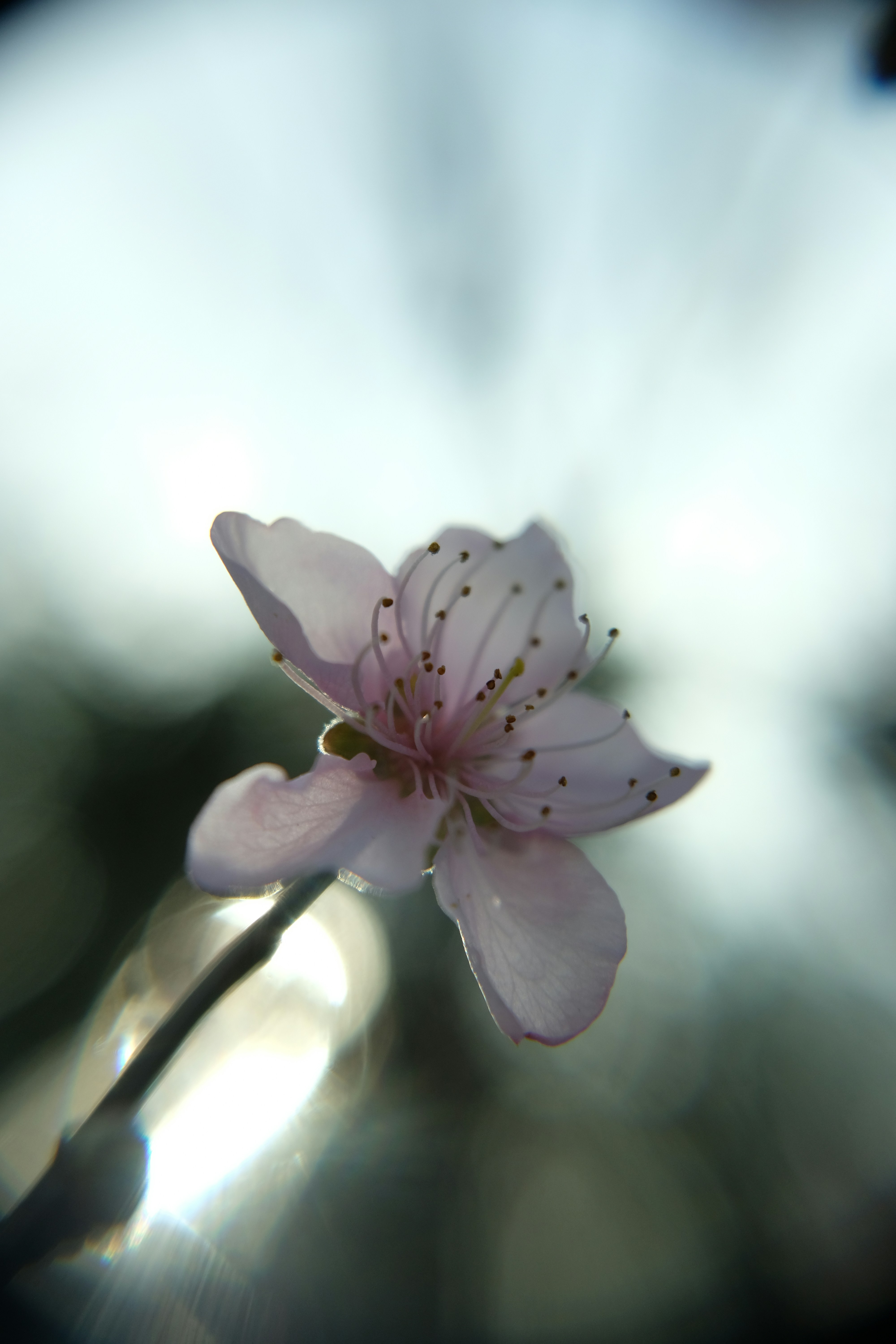 a close up of a pink flower on a branchPedro Vieira