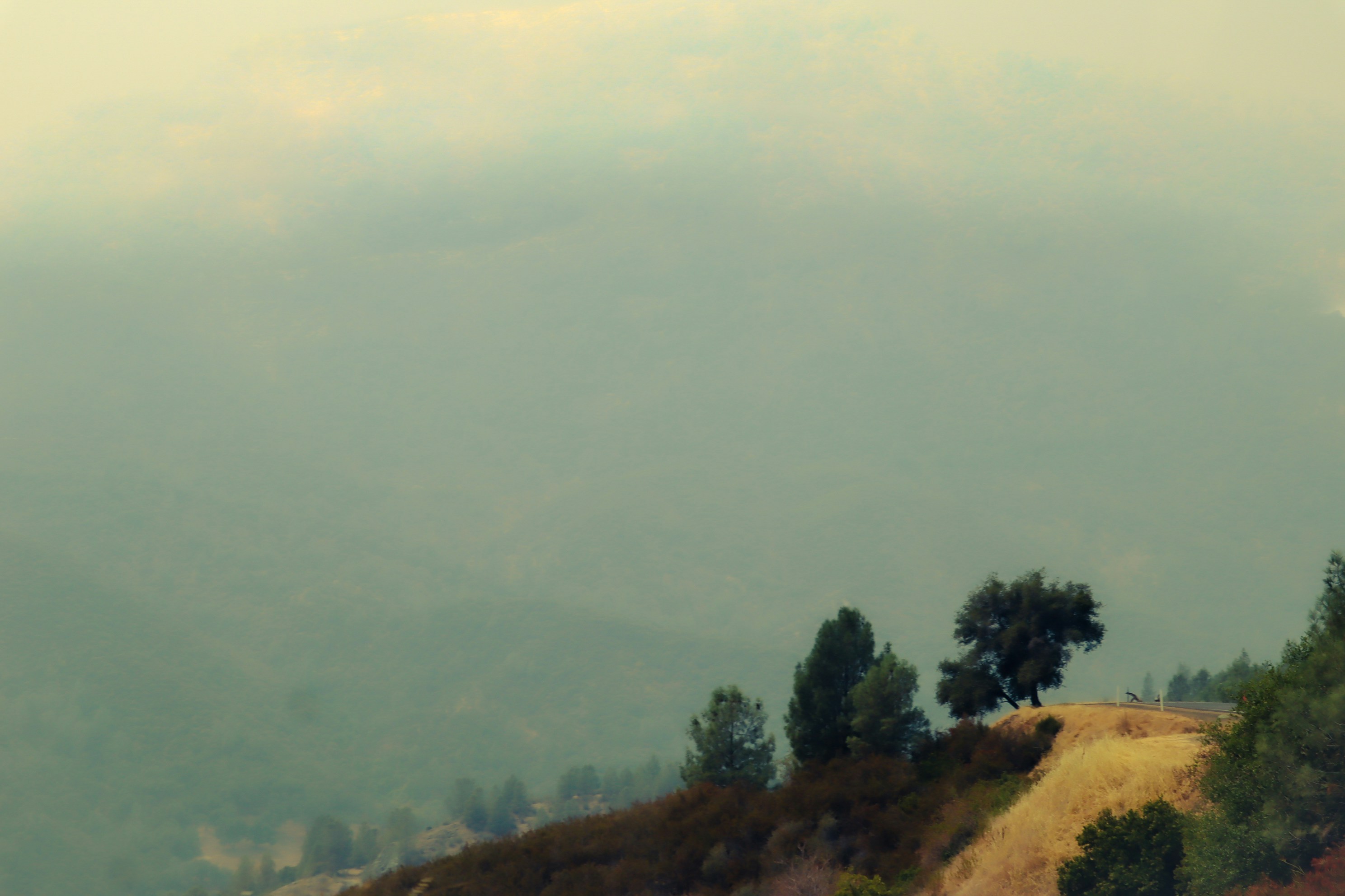 Hushed Crest: Windswept Trees on a Quiet Hillside Under Pale Haze