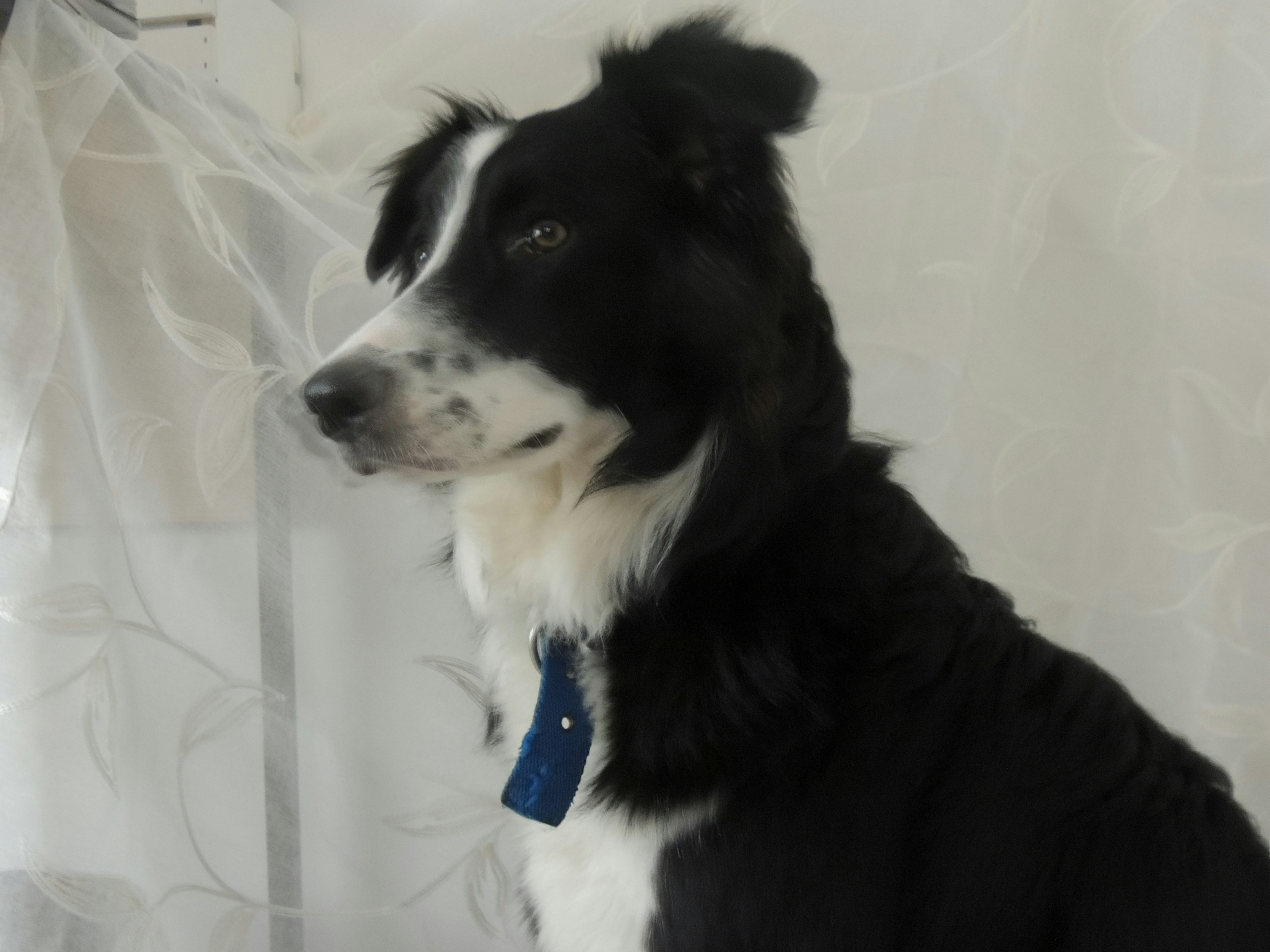 Silhouette in White: A Border Collie Portrait by the Window