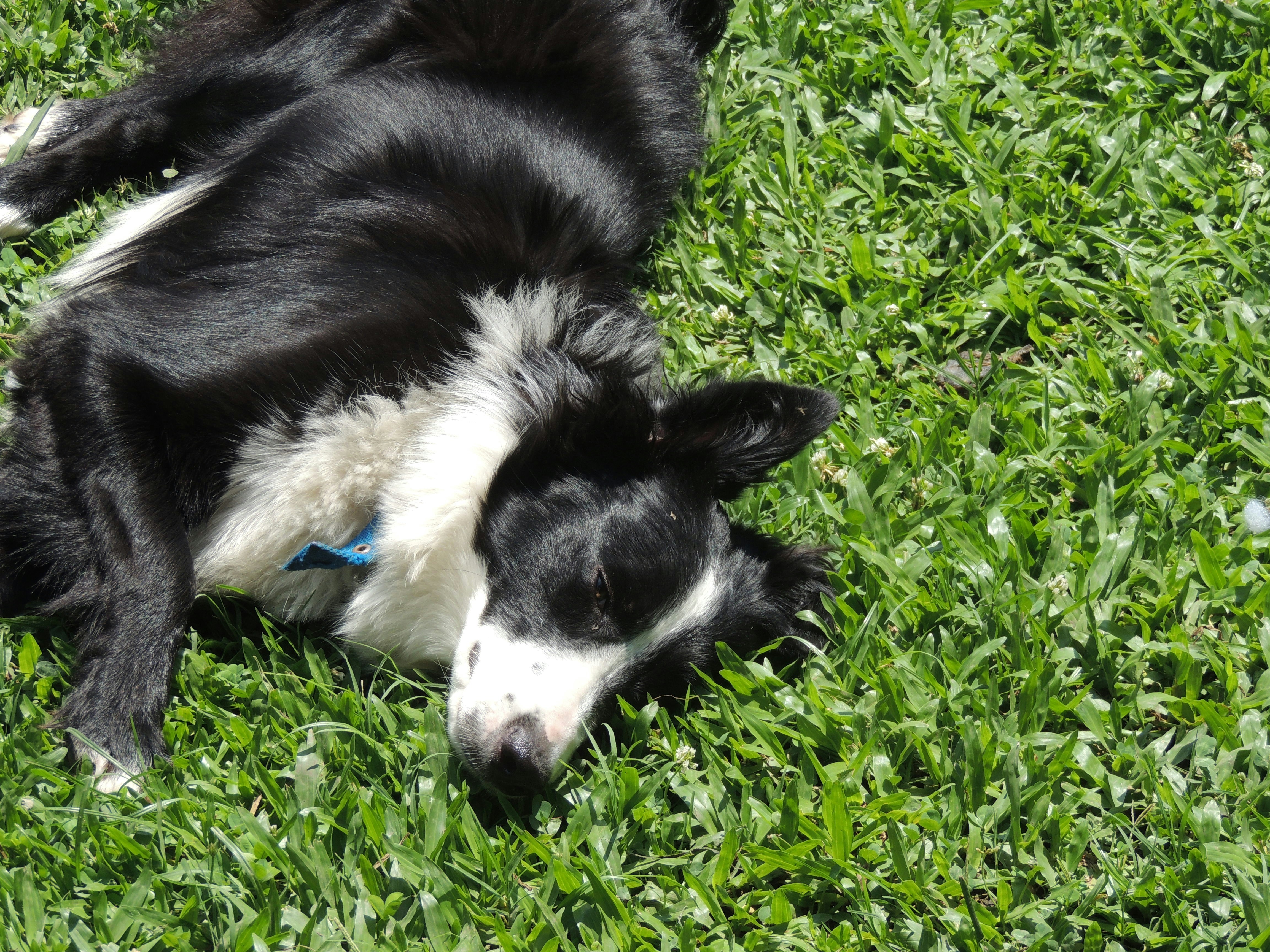 Sunlit Lounging: Border Collie at Ease on Backyard Meadow