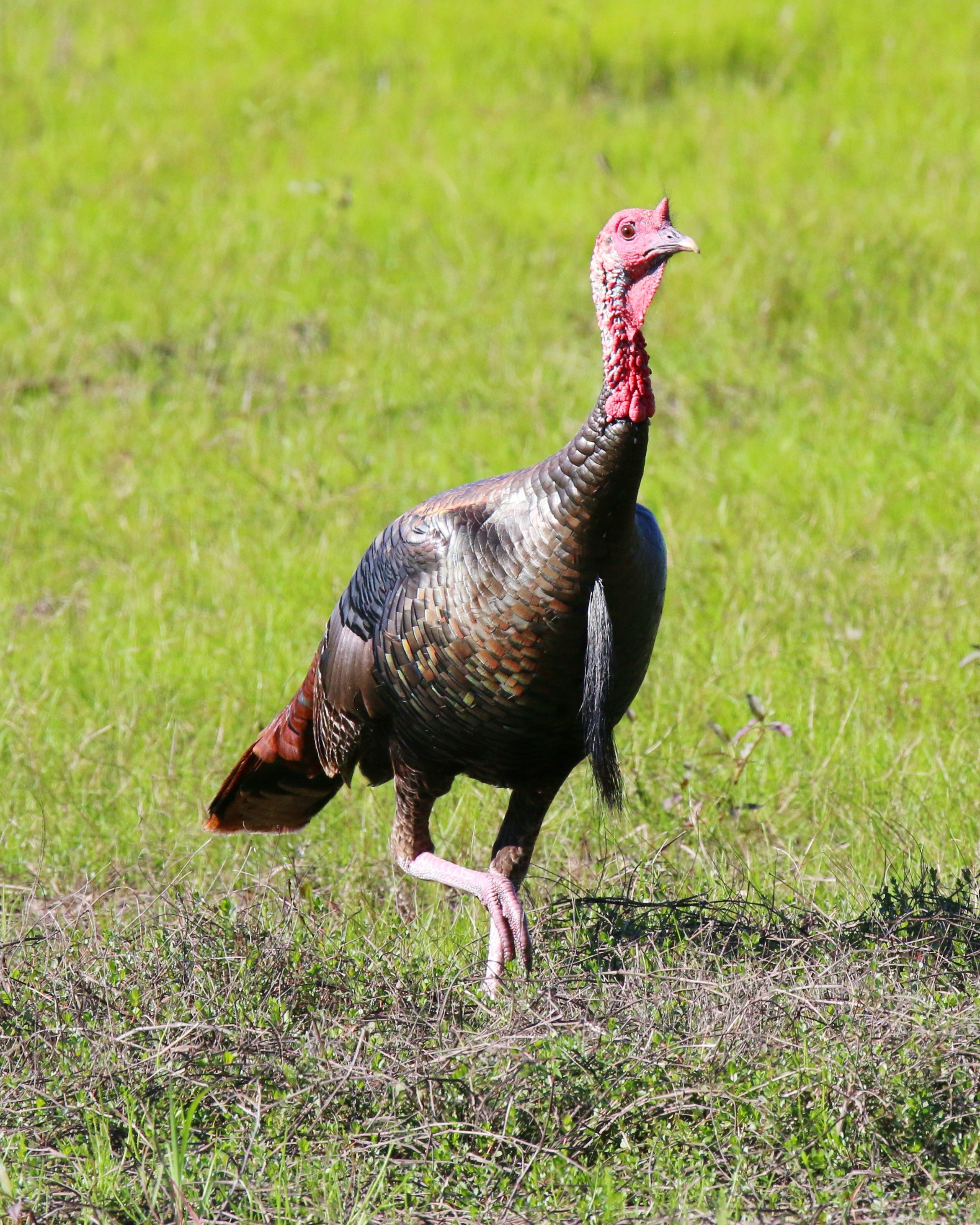 A wild turkey walking through a grassy field photo – Free Myakka river ...