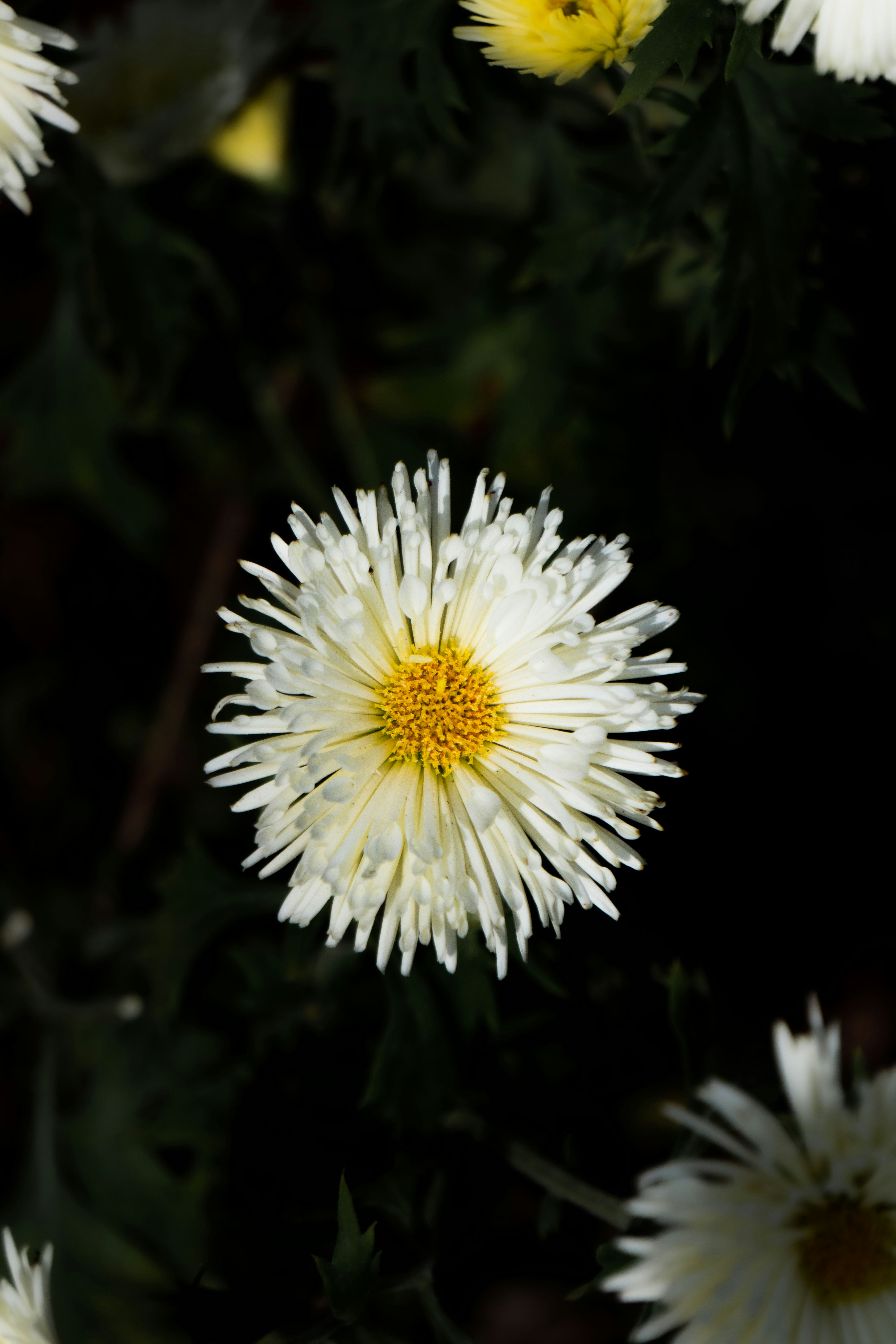 Petal Portrait in Focus: White Chrysanthemum Anchored by Velvet Darkness