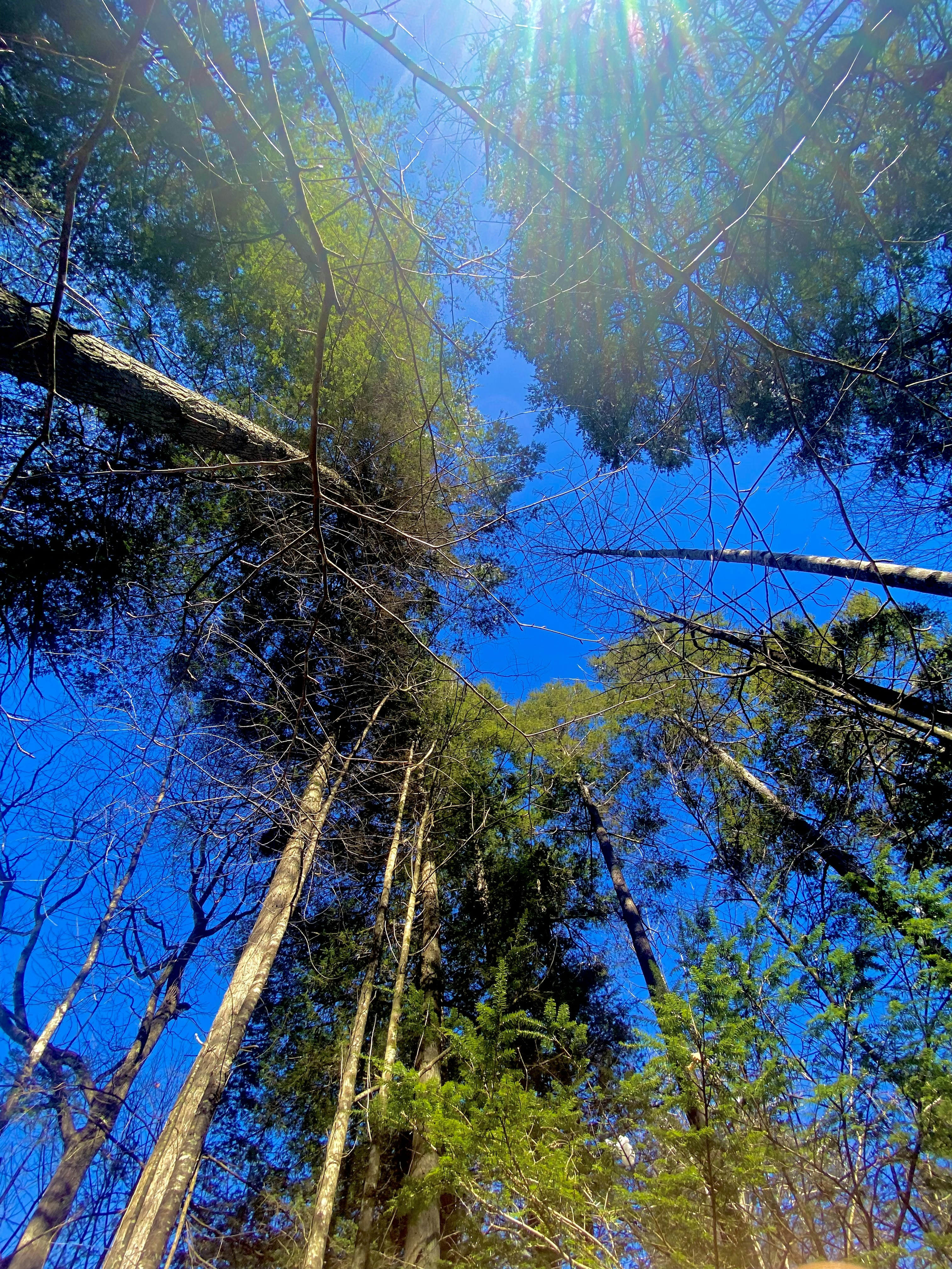 Skyward Canopy: Sunlit Pines Against a Cerulean Sky