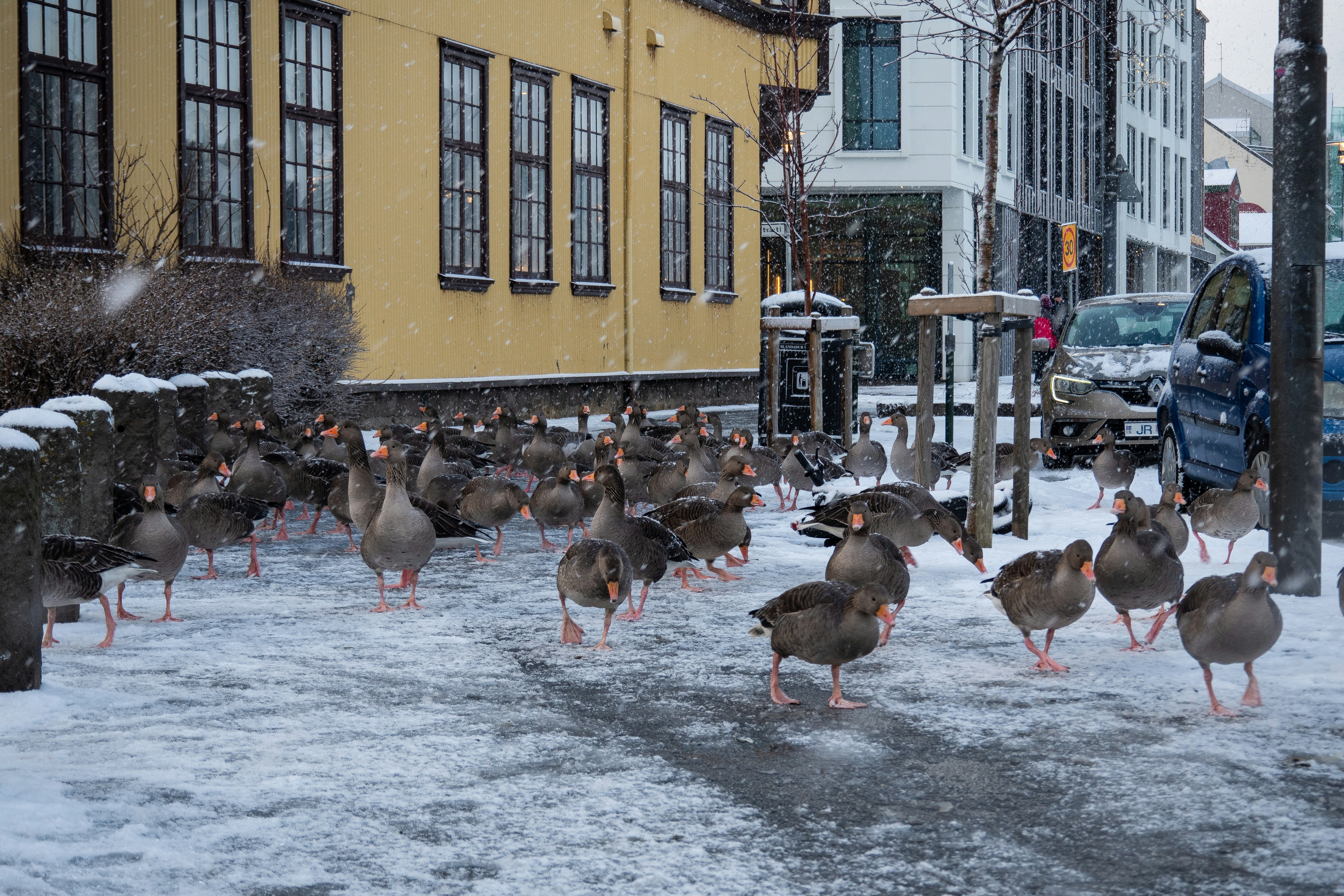 Geese Parade Across a Snow-Blanketed City Street