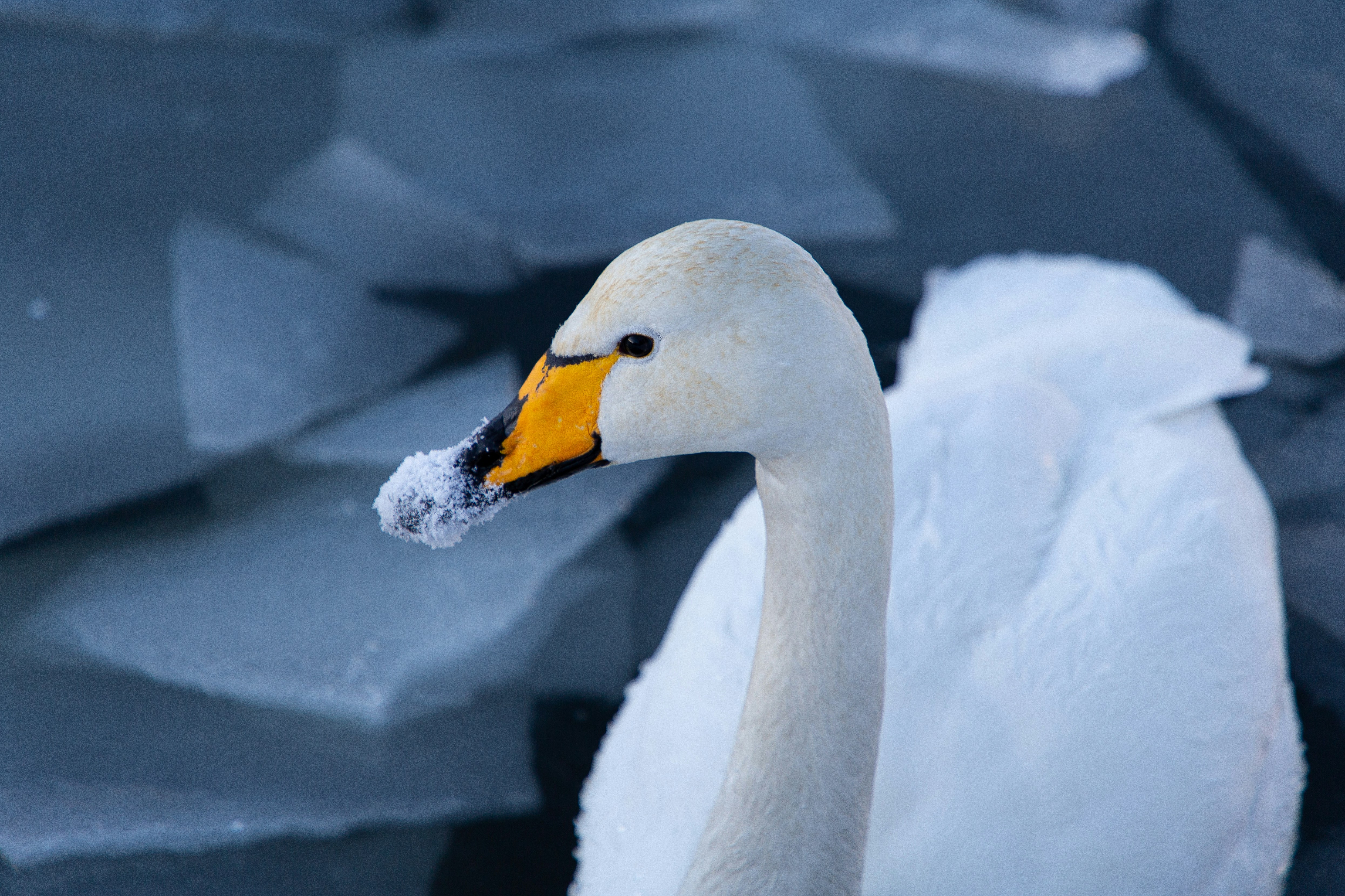 Icebound Gaze: A Frost-Kissed Swan Against Fractured Ice