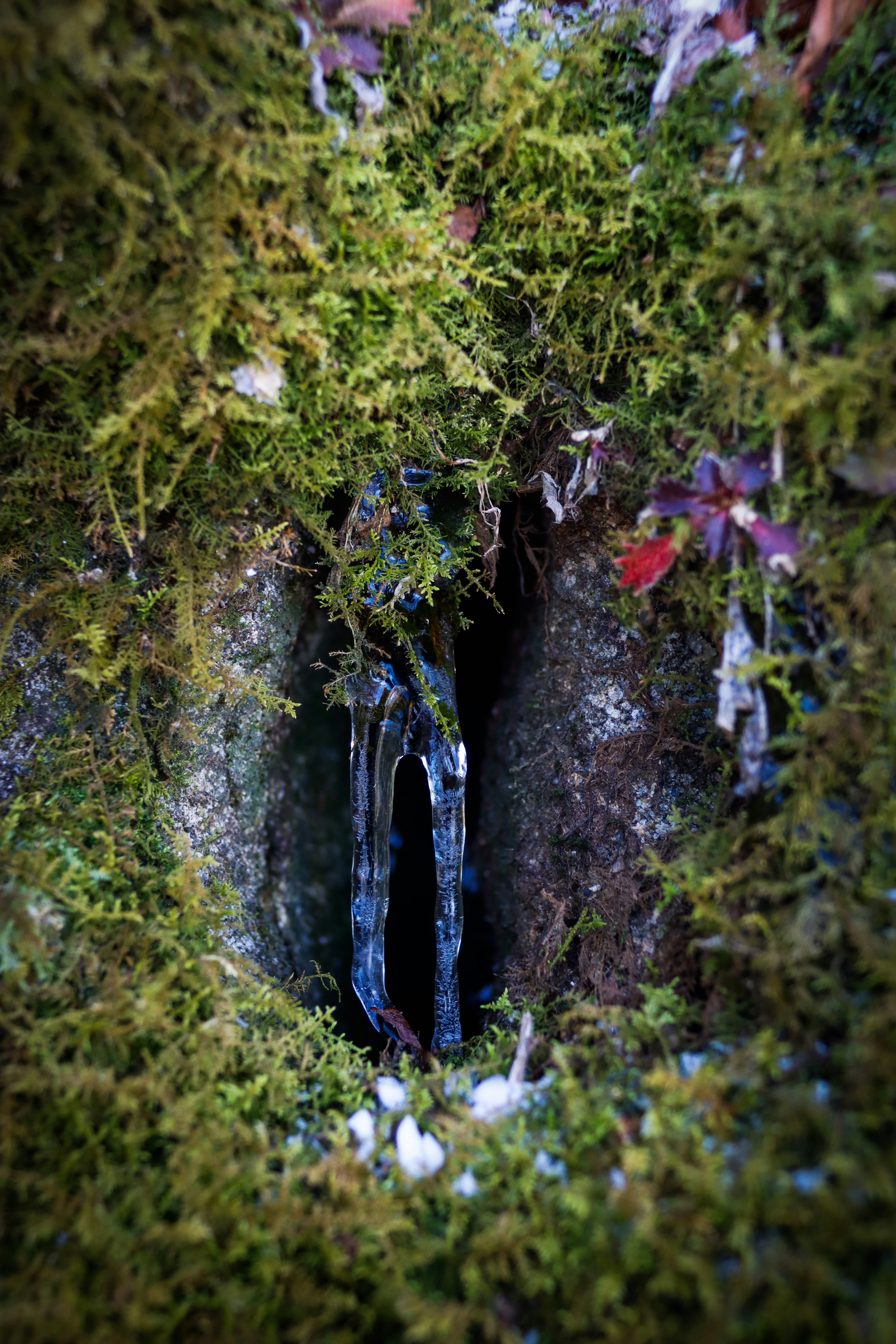 Hidden Ice Gate Beneath a Mossy Veil