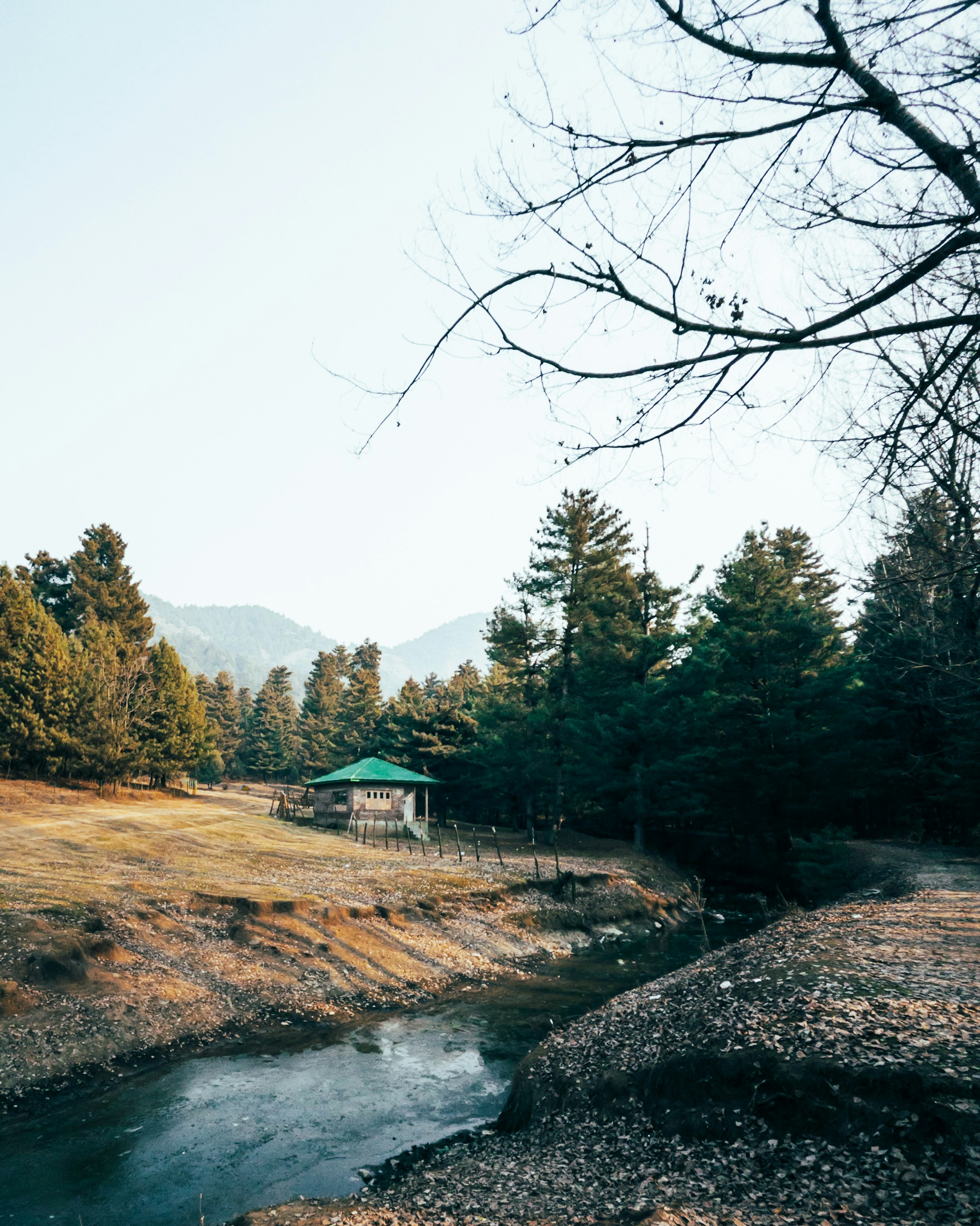 Green-Roofed Cabin Among Pines by a Quiet Stream