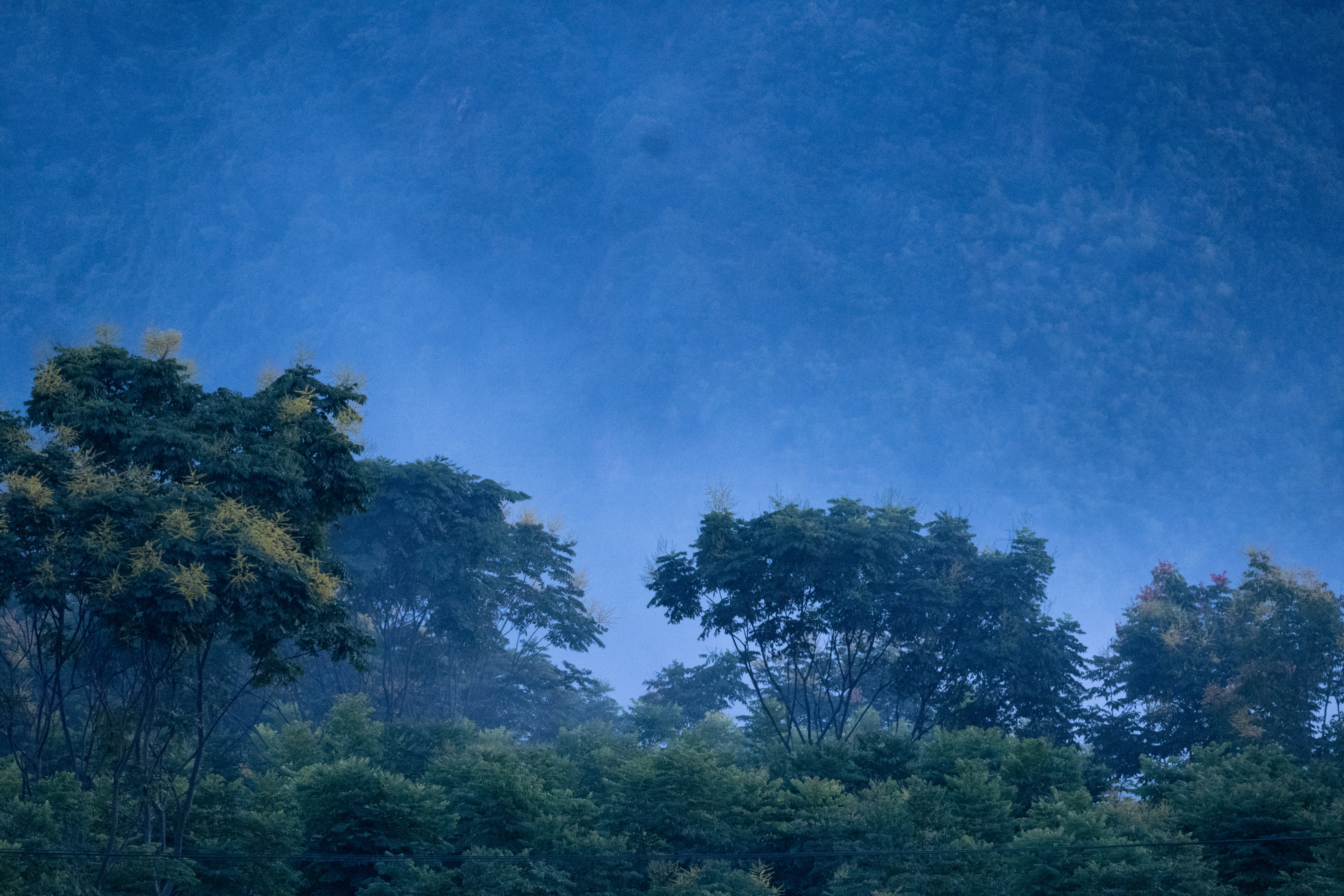 Whispers of the Misty Canopy