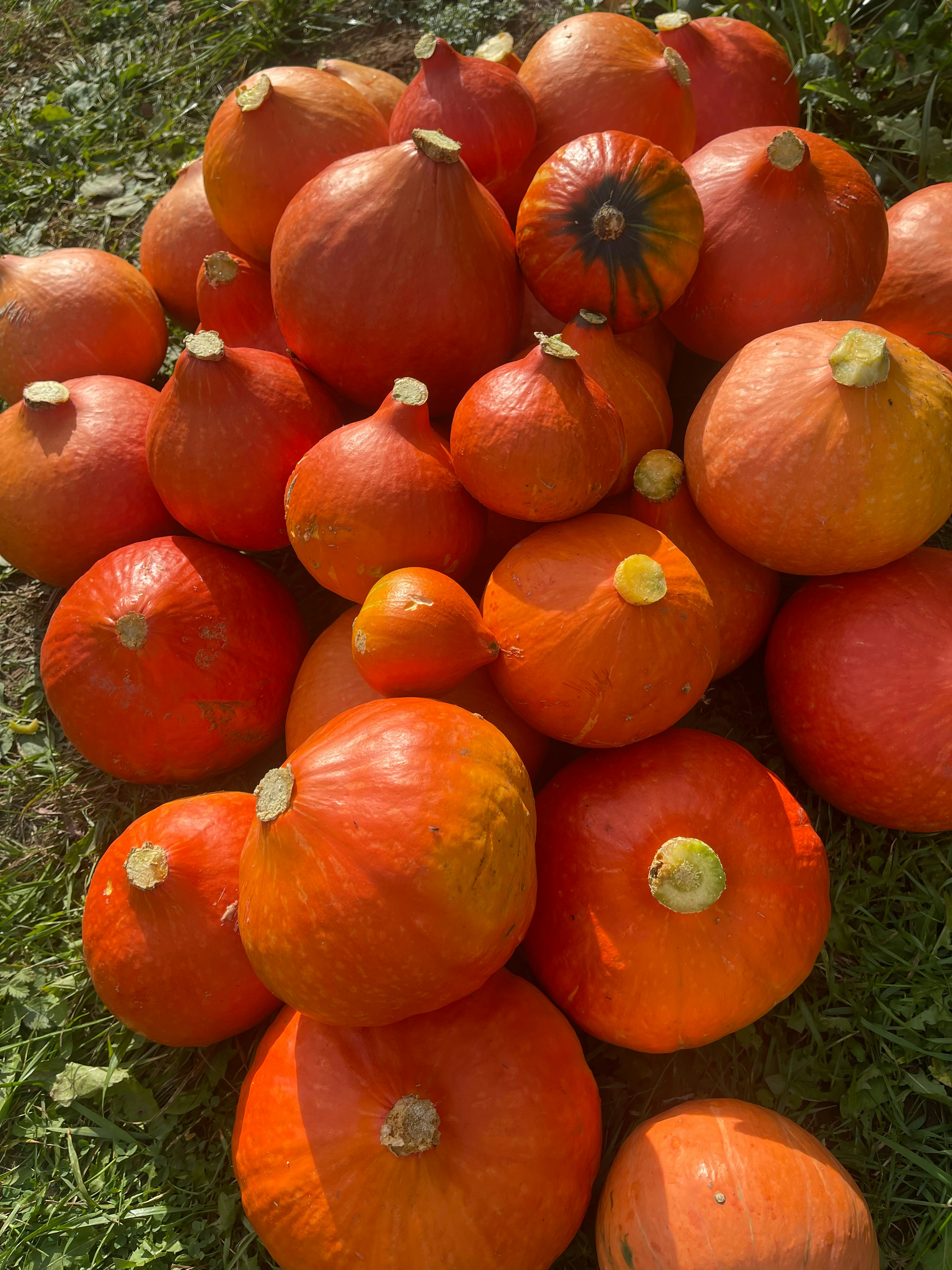 Harvest Glow: A Sunlit Stack of Pumpkin Orbs