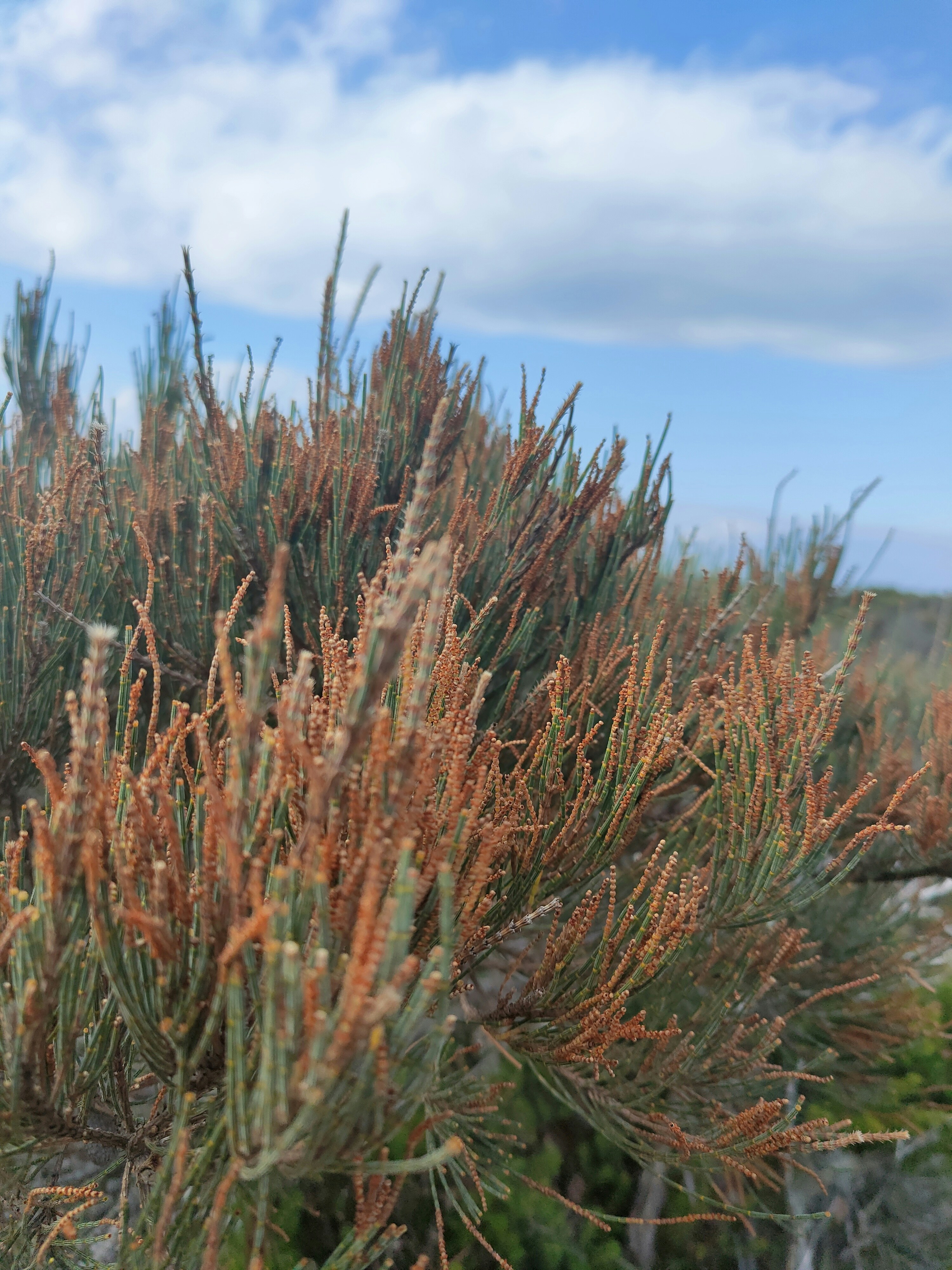 Native vegetation along Cape Raoul, Tasmania