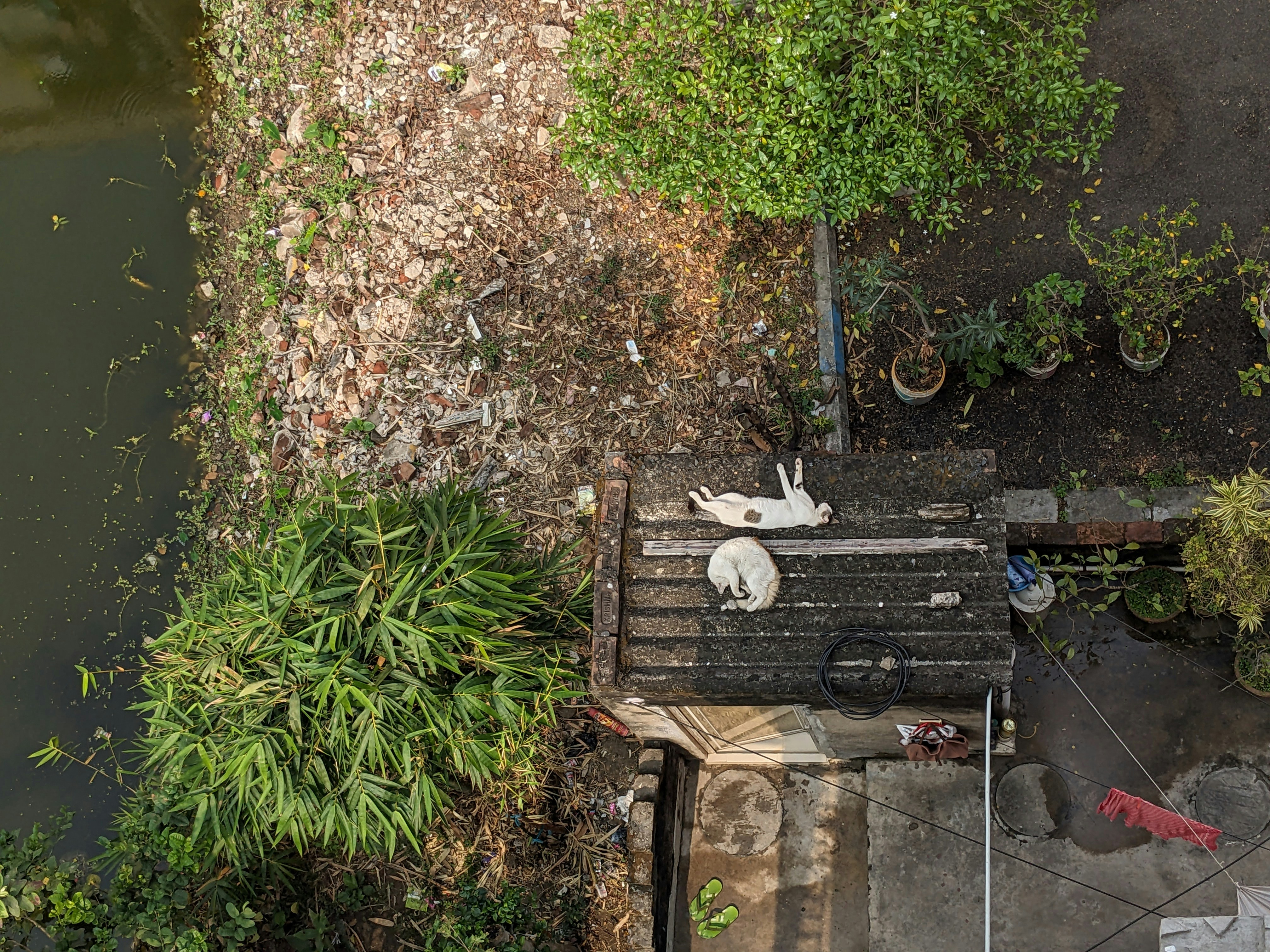 Overhead view: a white dog naps on a weathered riverside dock