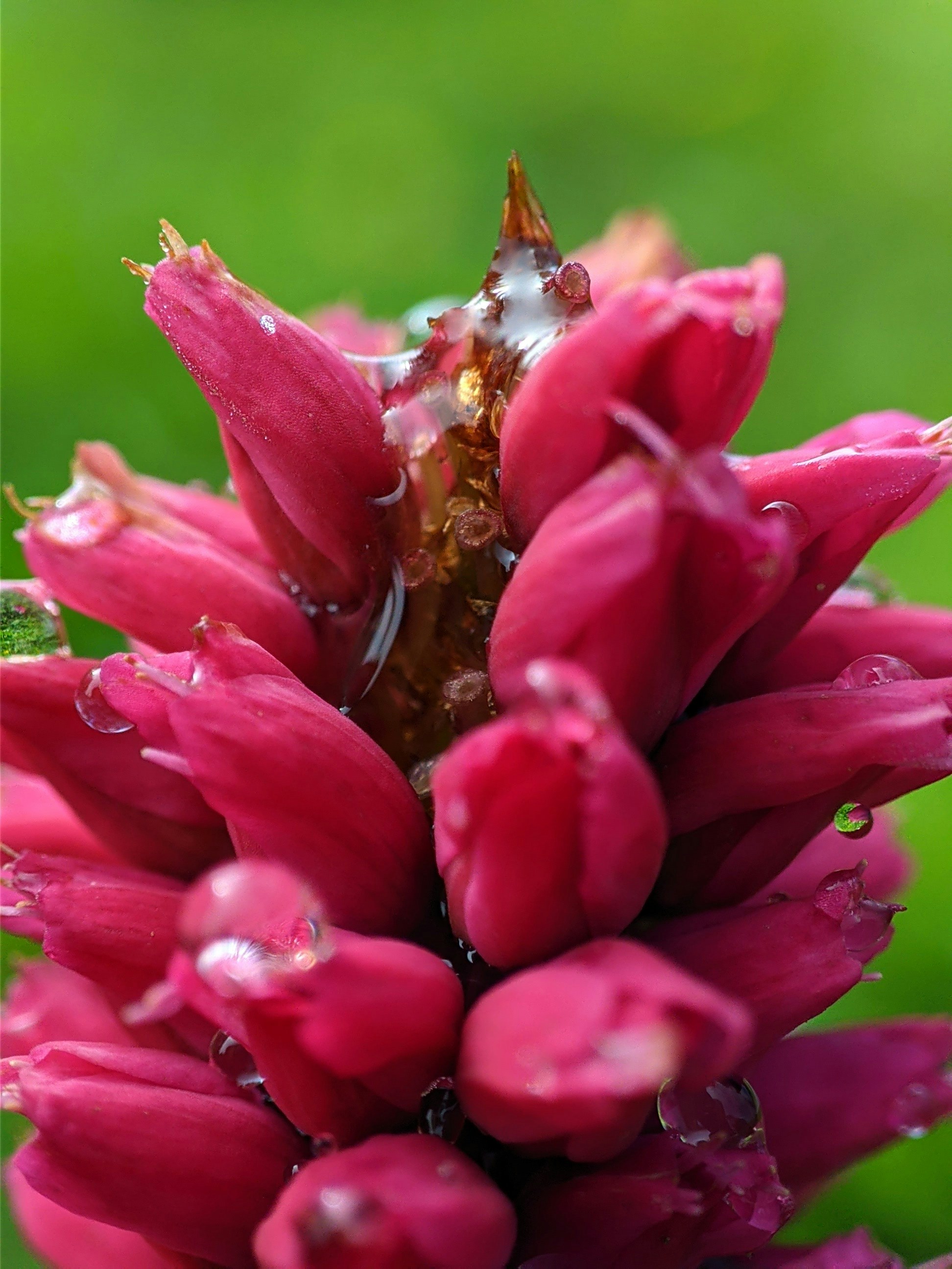 Flowwer Pictures | Download Free Images on Unsplash