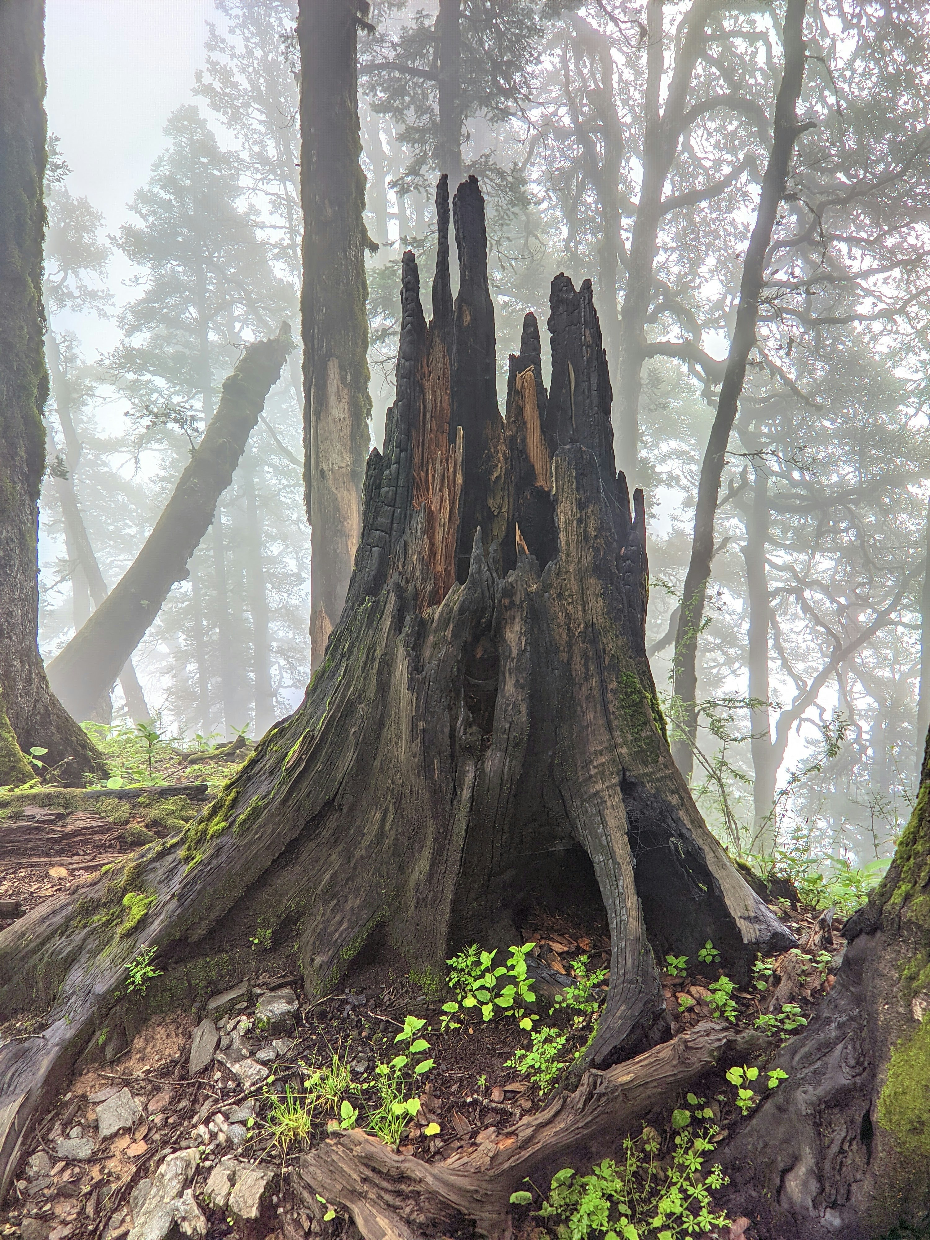 a tree stump in the middle of a forest