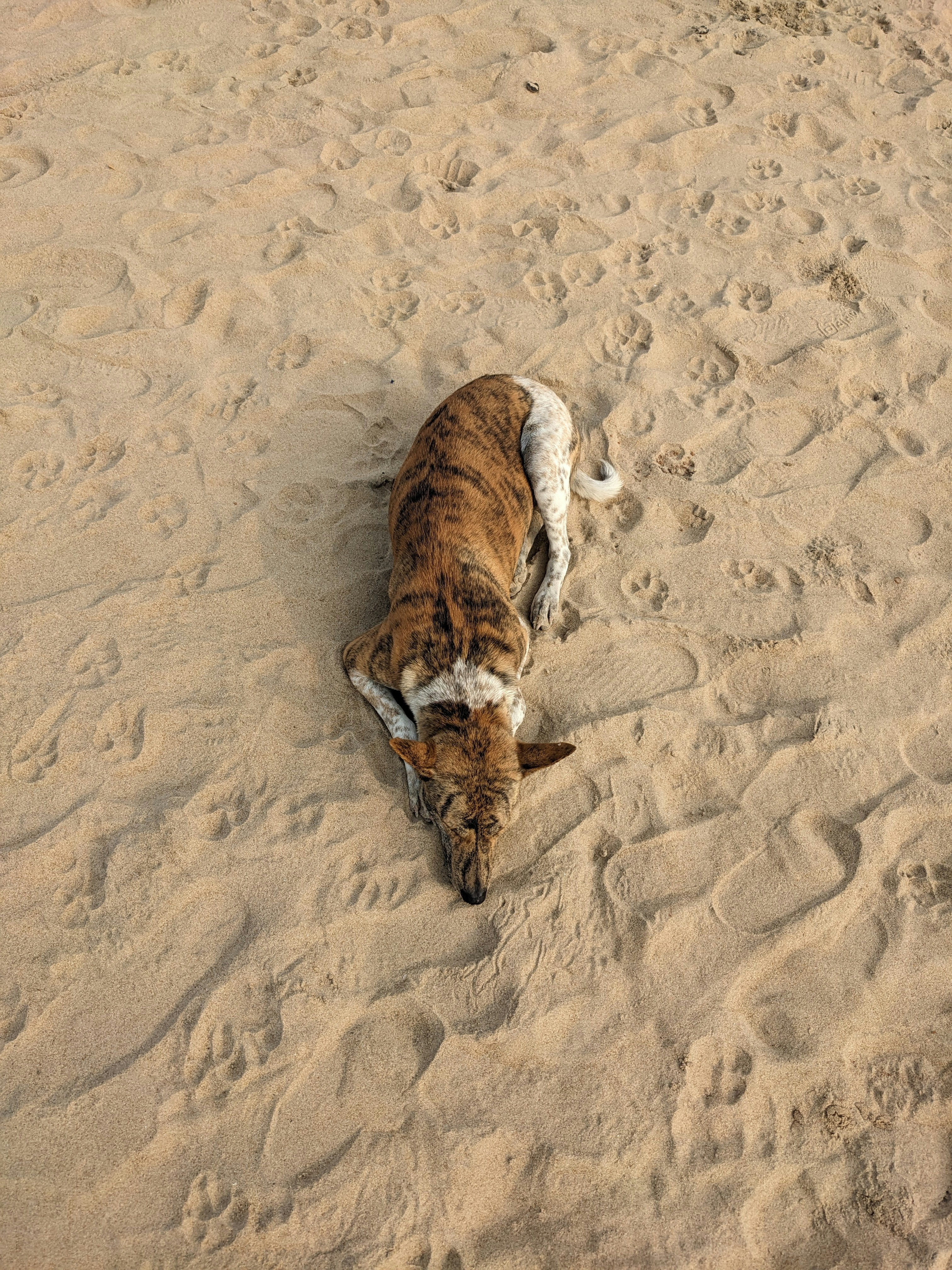Serene Slumber on Sandy Shore