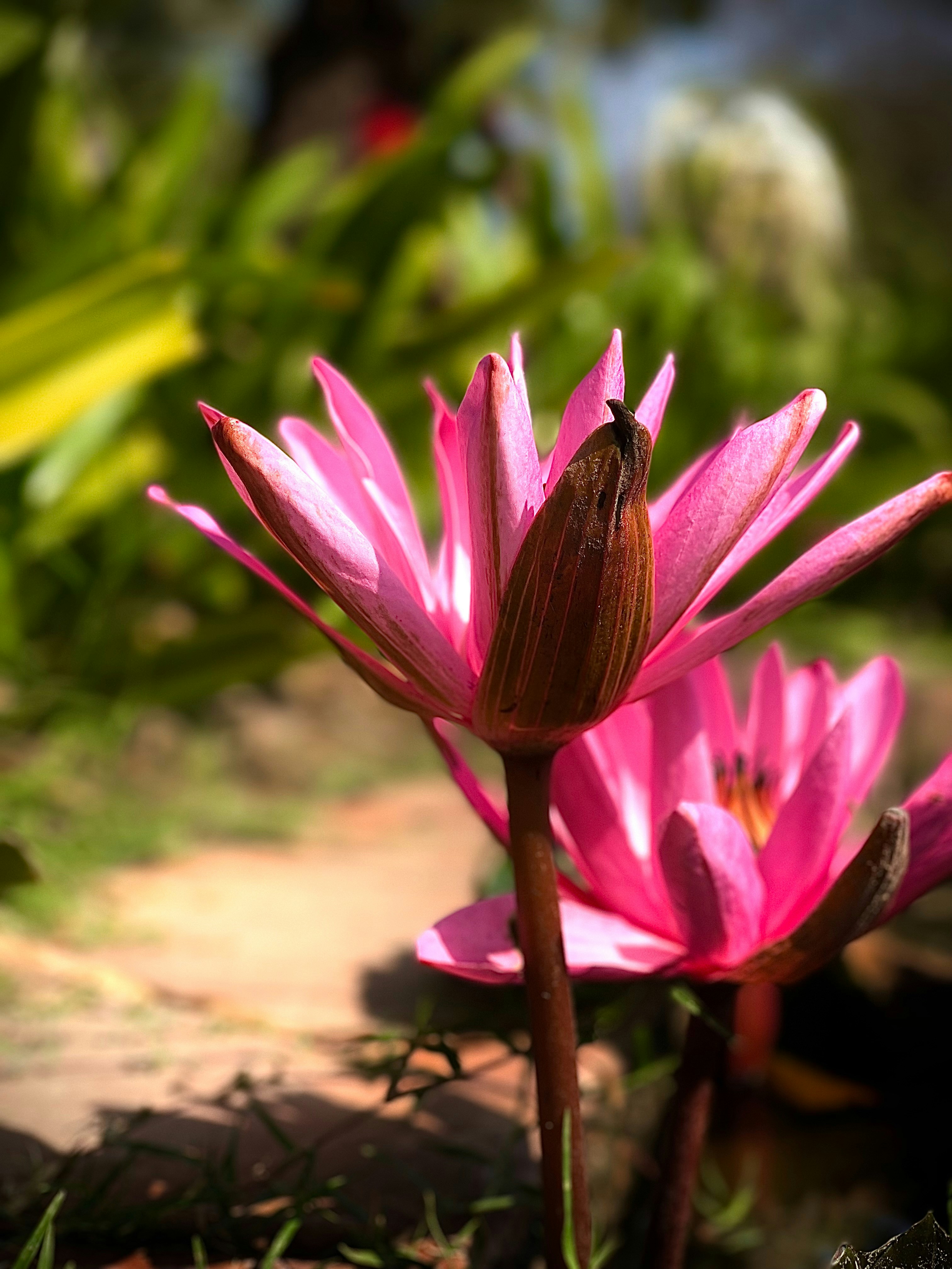 Petal Prism: A Sunlit Macro Moment on a Pink Water Lily