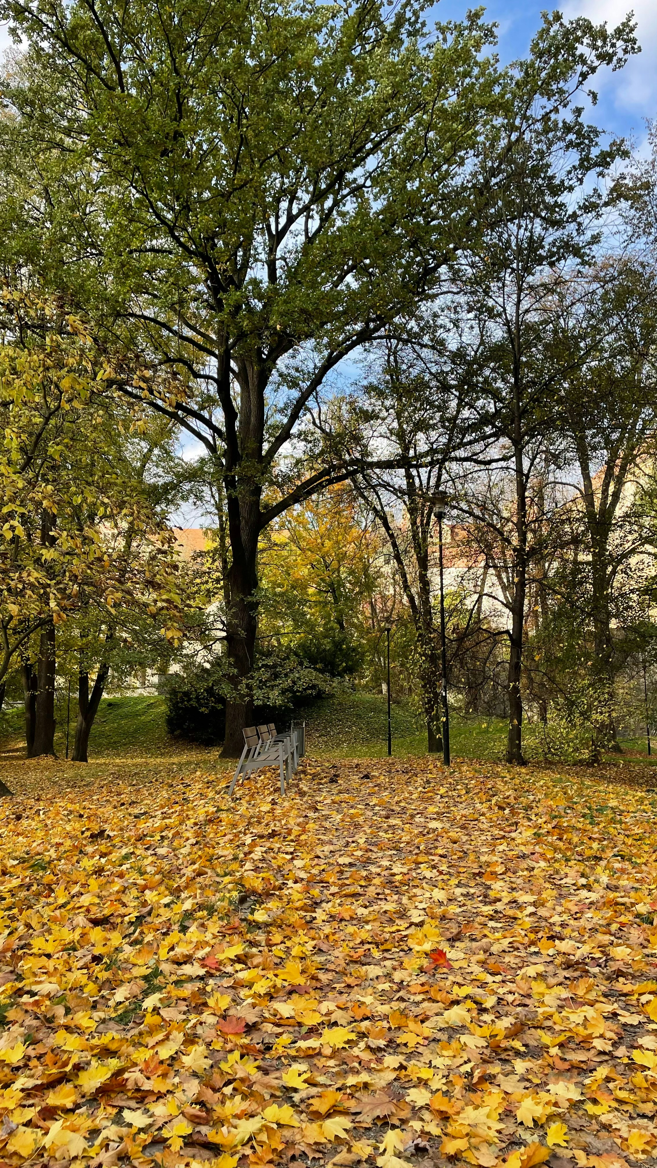 Bench Beneath a Carpet of Gold: Autumn Park in Quiet Light