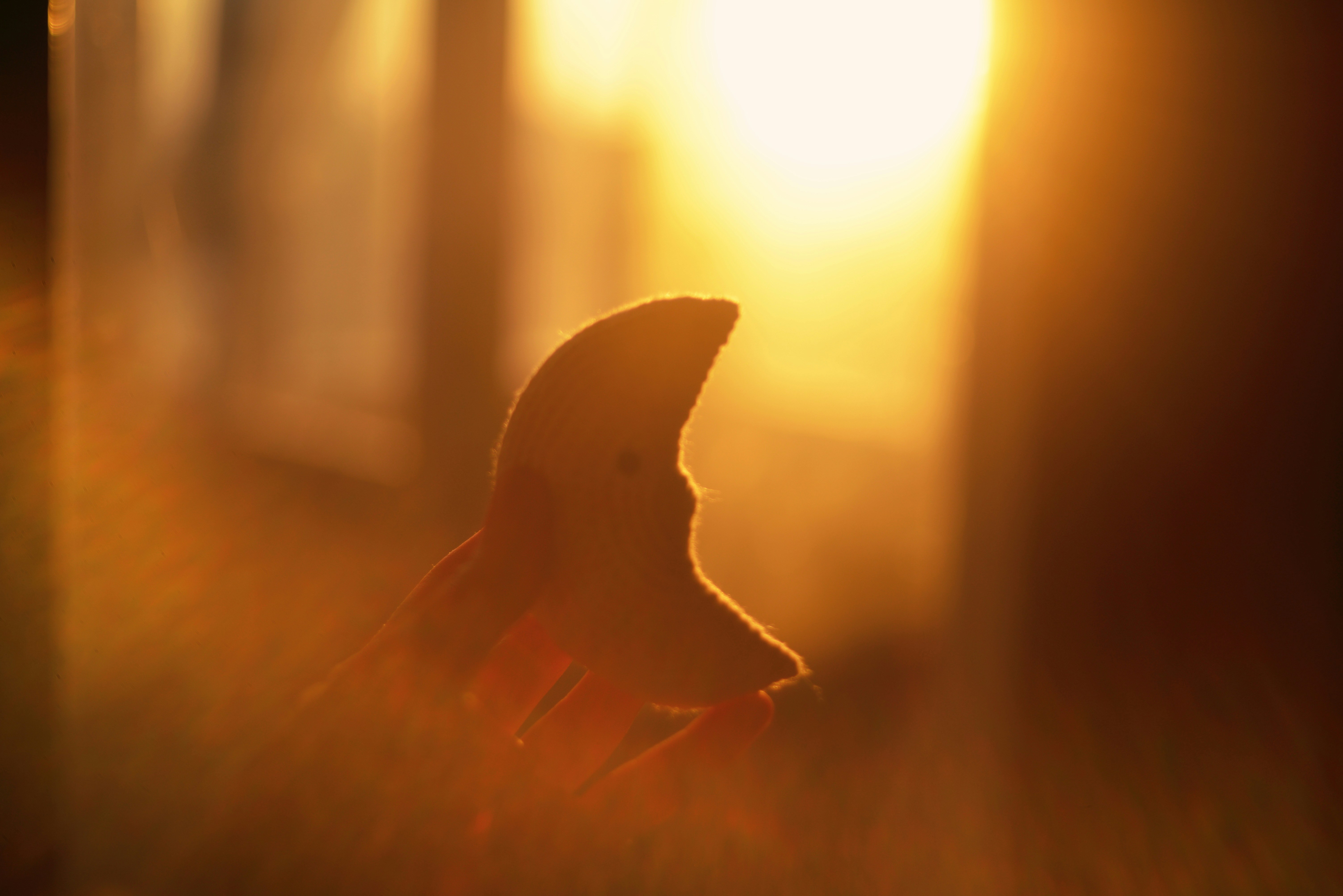 Sunlit Silhouette: A Shallow Bloom of Heat and Hue