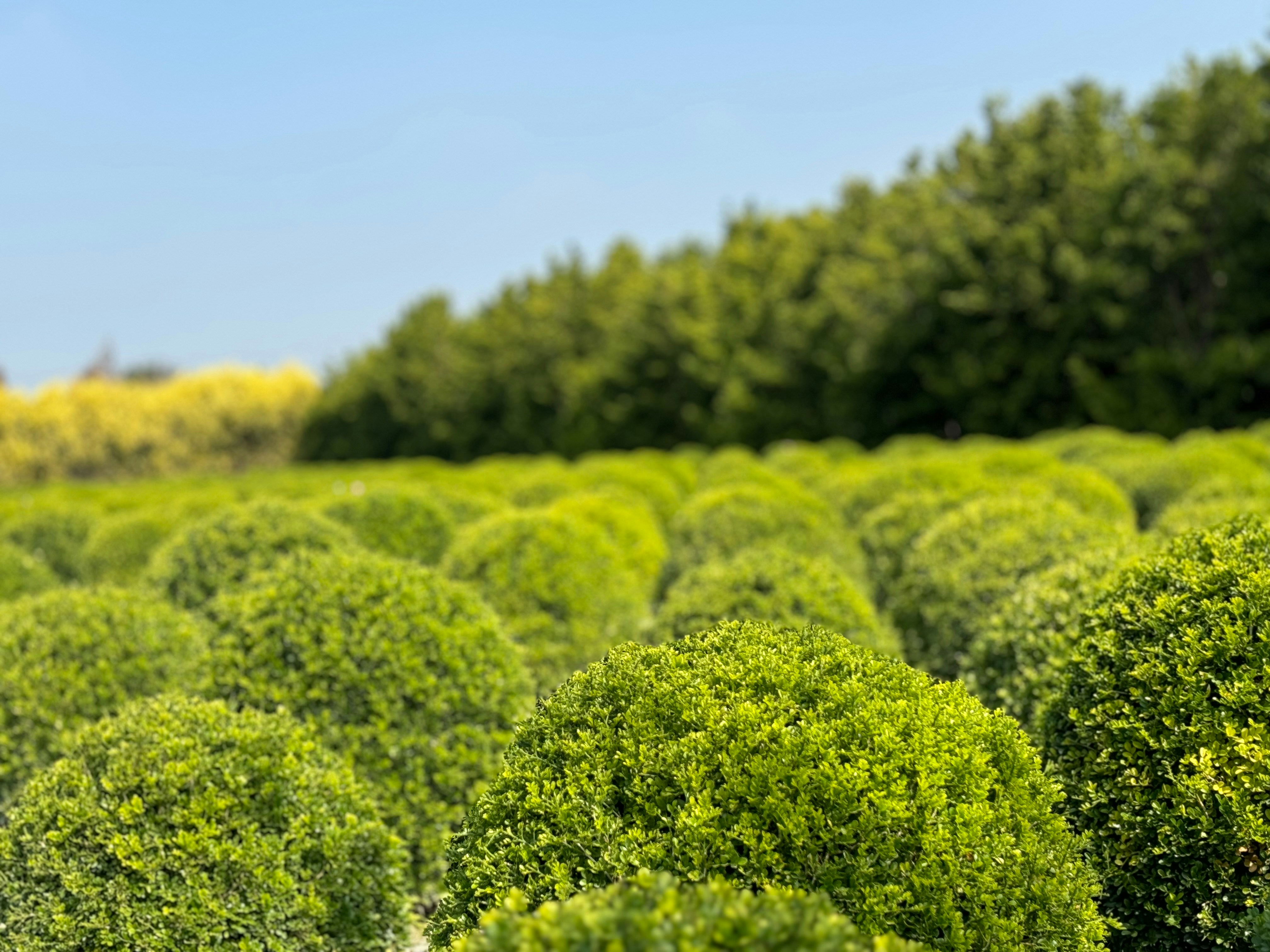 A field full of green bushes with trees in the background photo – Free ...