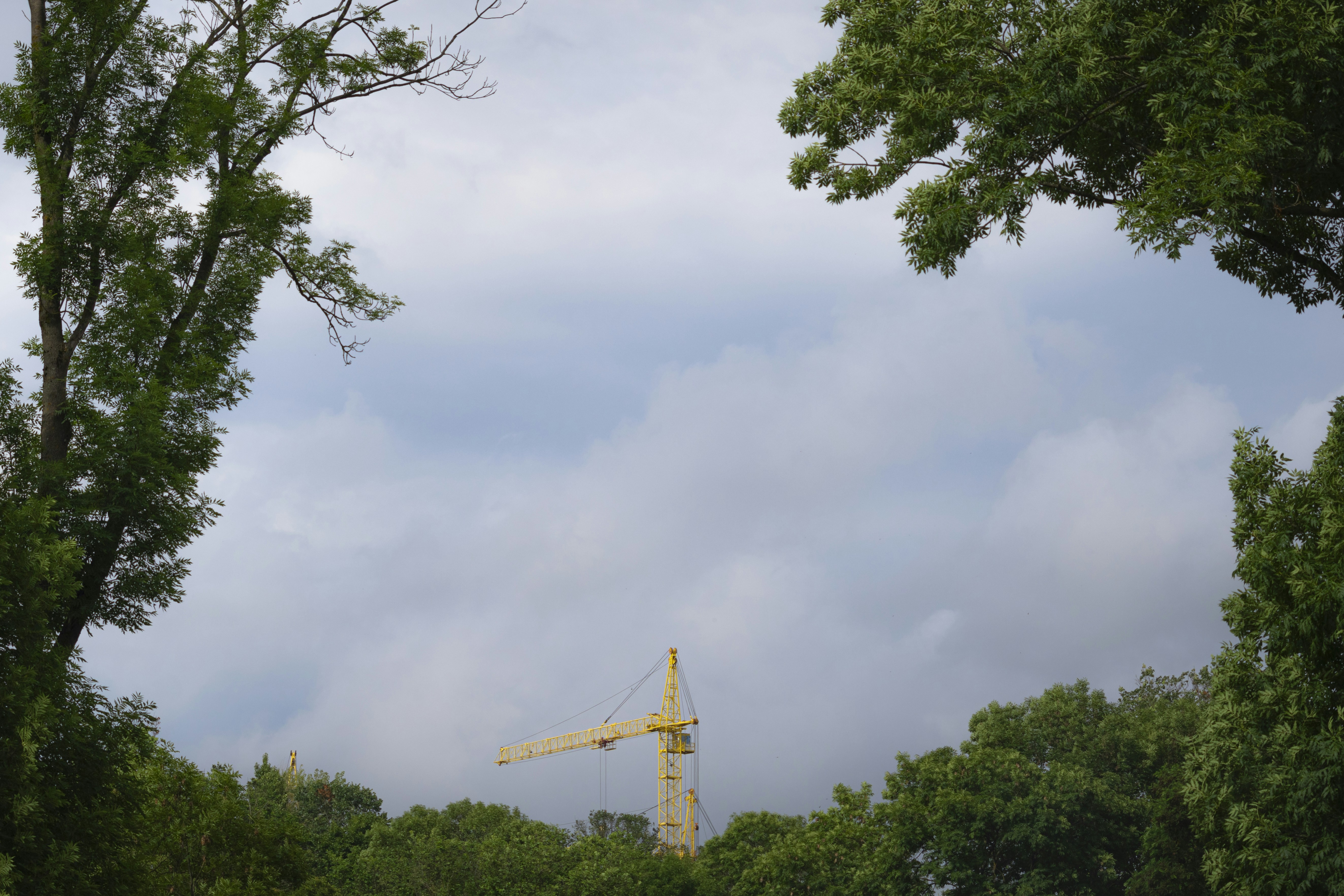 Yellow Crane Above the Canopy: A Quiet Urban Reveal