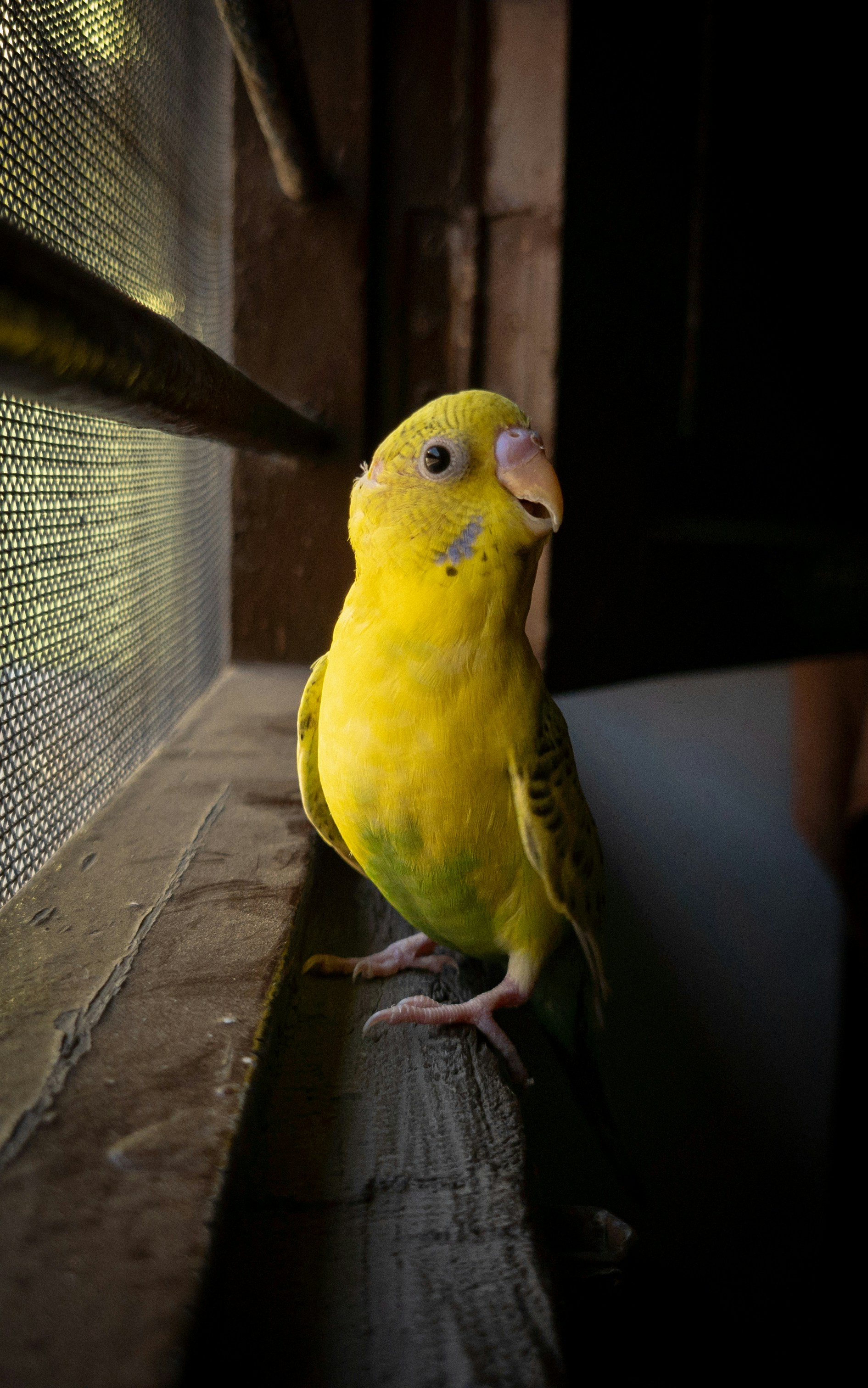 Windowsill Sentinel: A Yellow Parrot in Warm Indoor Light