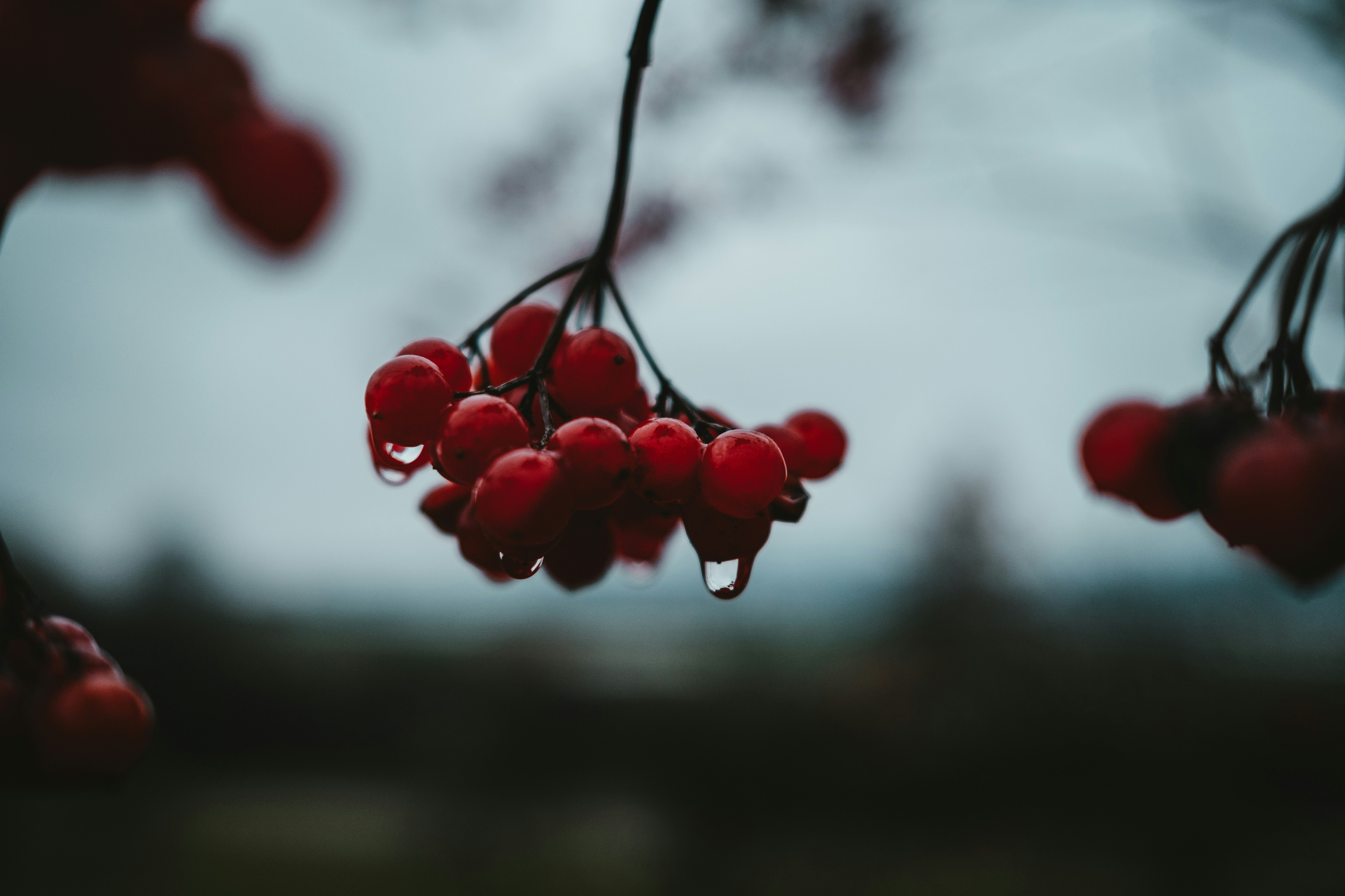 Dew-kissed Red Berries in a Velvet Dusk