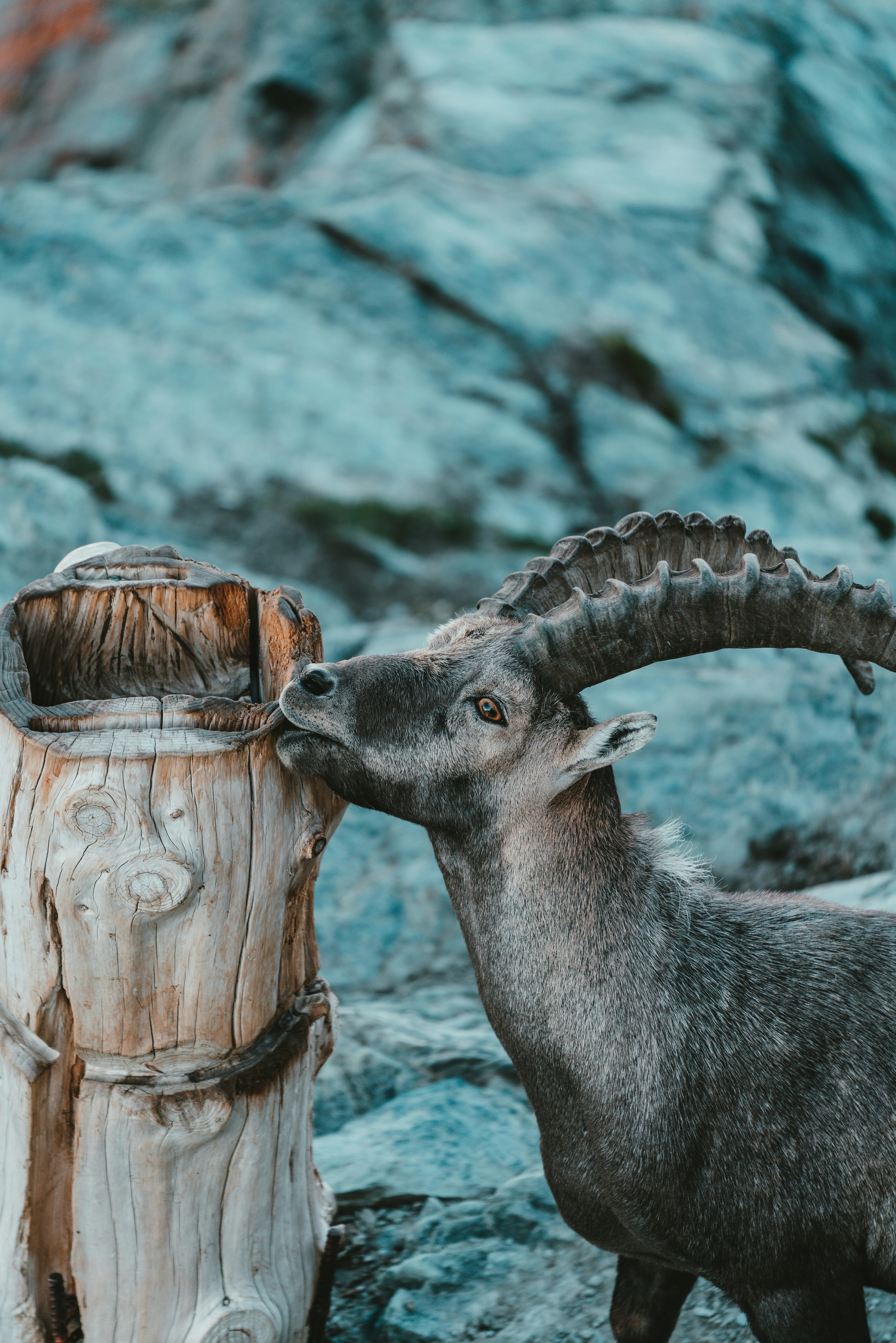Ibex Nuzzle at a Weathered Stump Amid Blue-Tinted Rocks