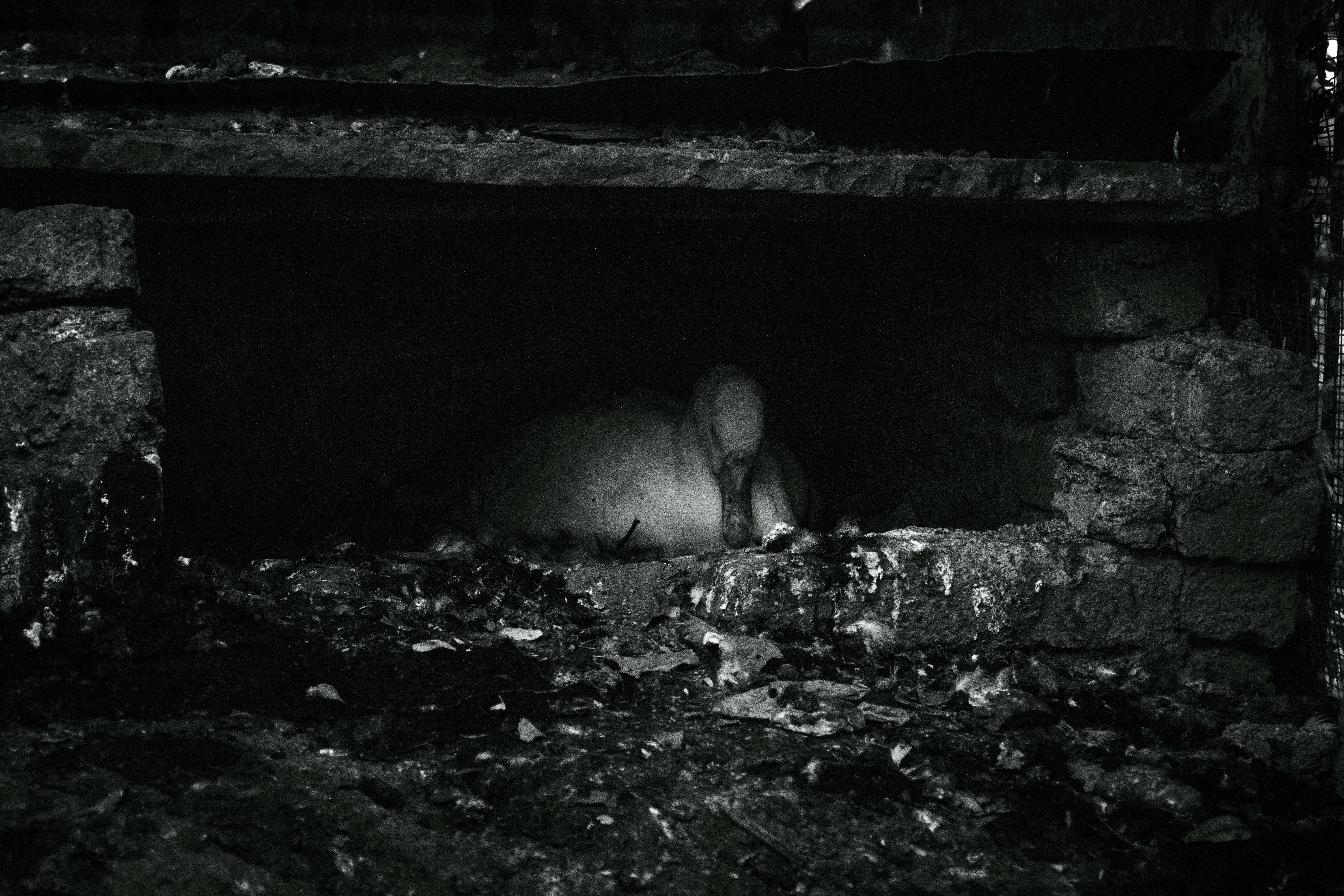 Hearth Shadow: A Quiet Reveal in the Ruined Brick