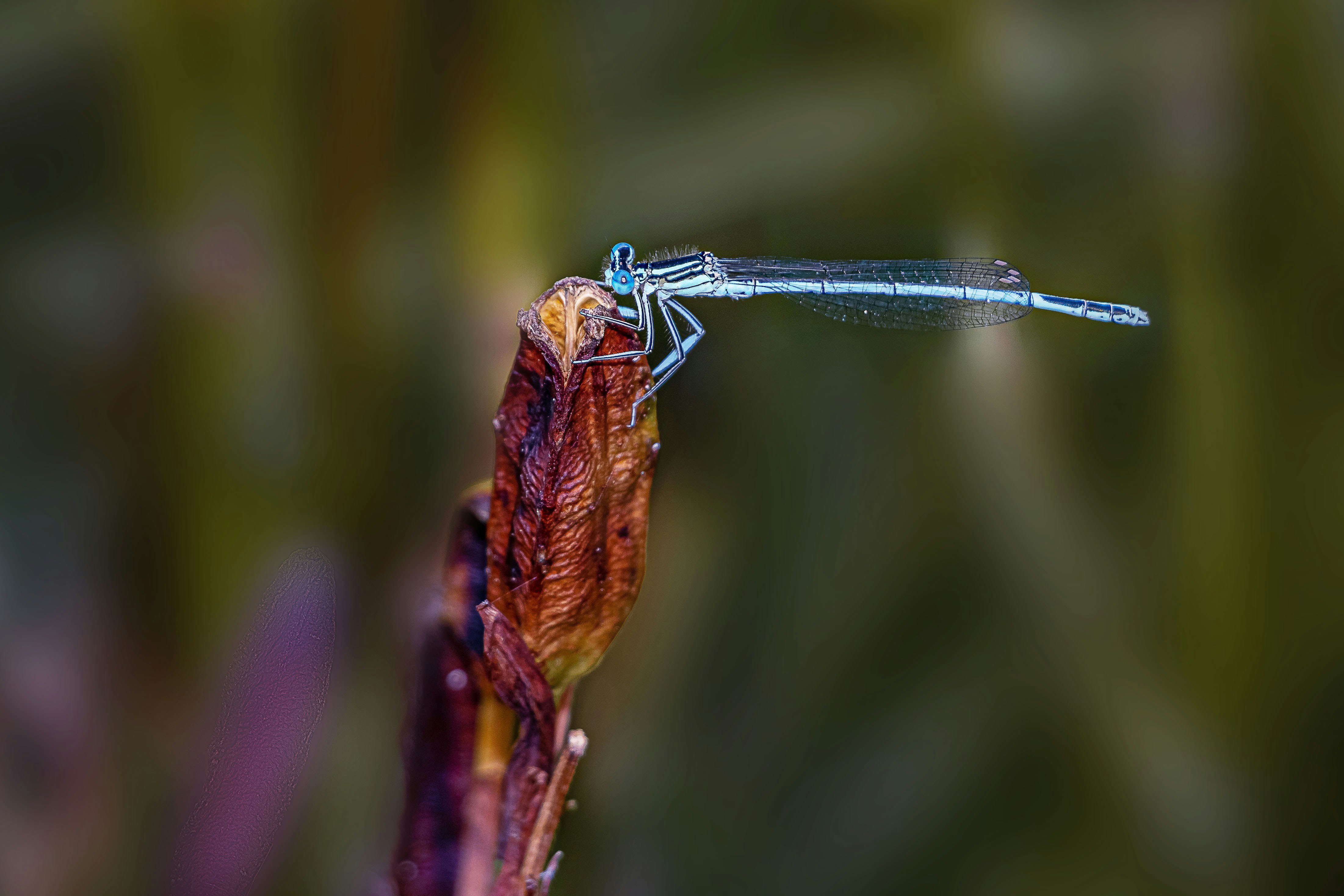 Azure Skimmer on a Withered Twig: Delicate Perch Through Velvet Bokeh