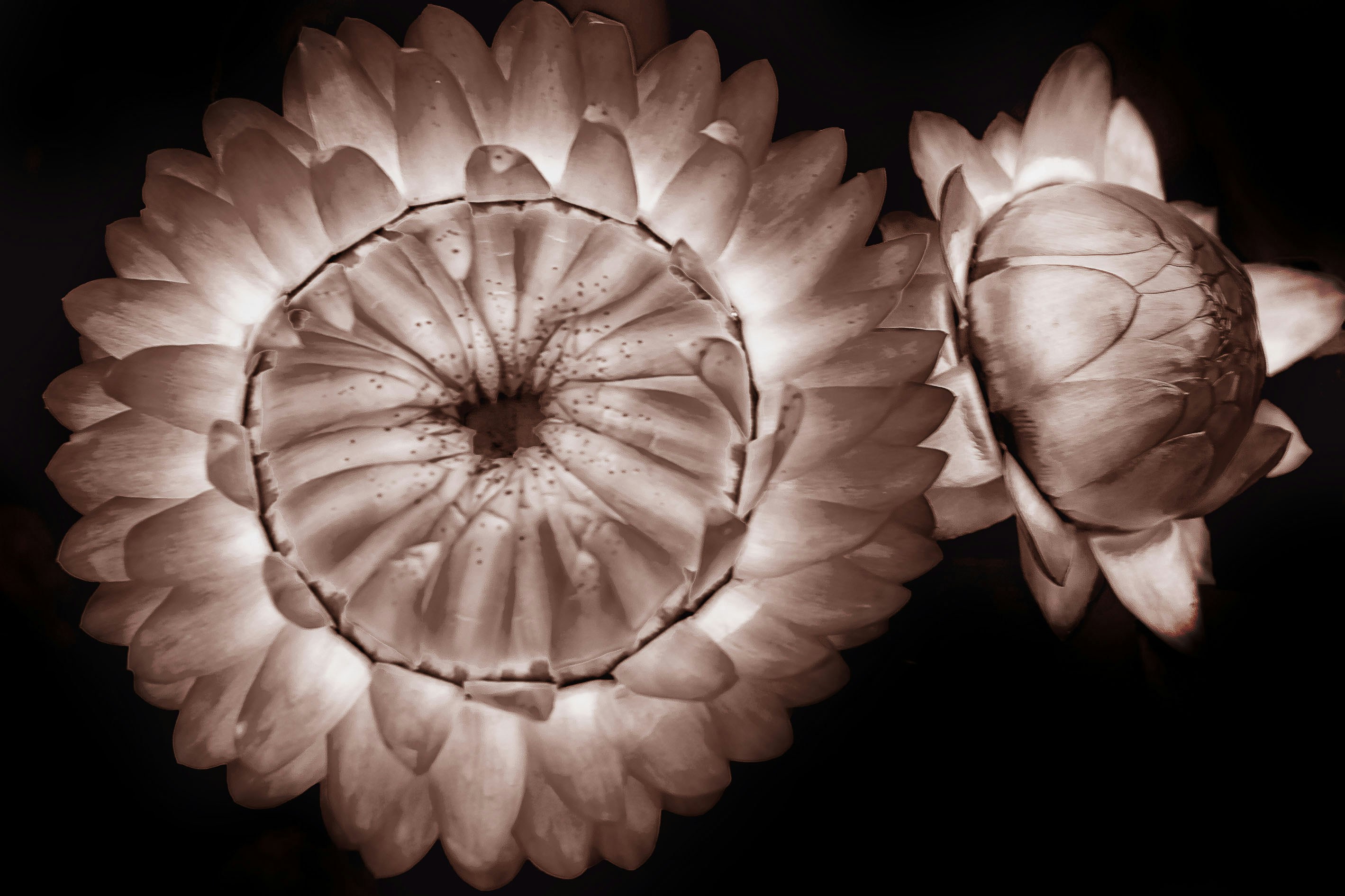 Sepia Lotus Duet: Close-Up of an Open Blossom and Bud in Velvet Night