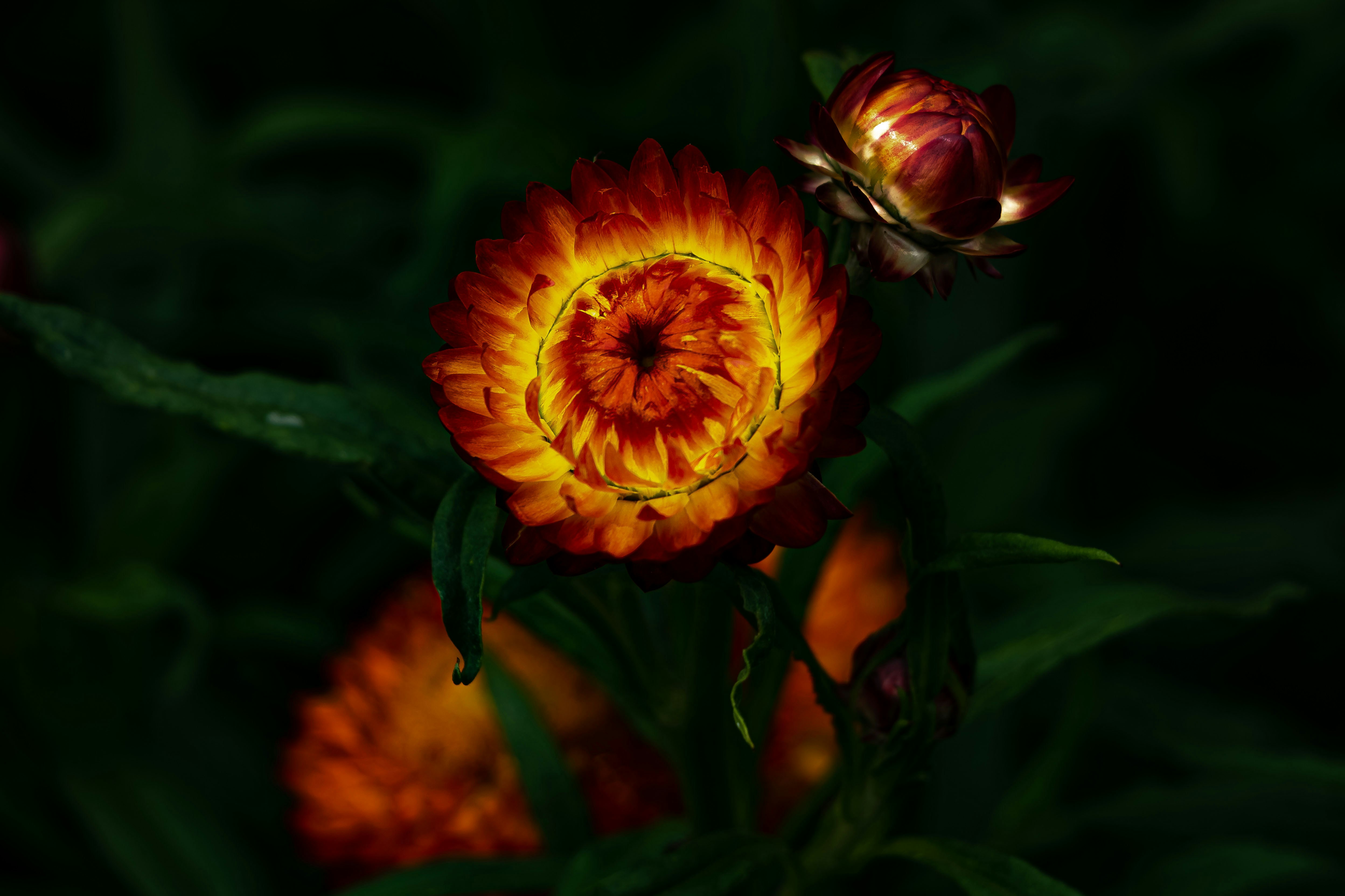 Ember Bloom in Velvet Shade