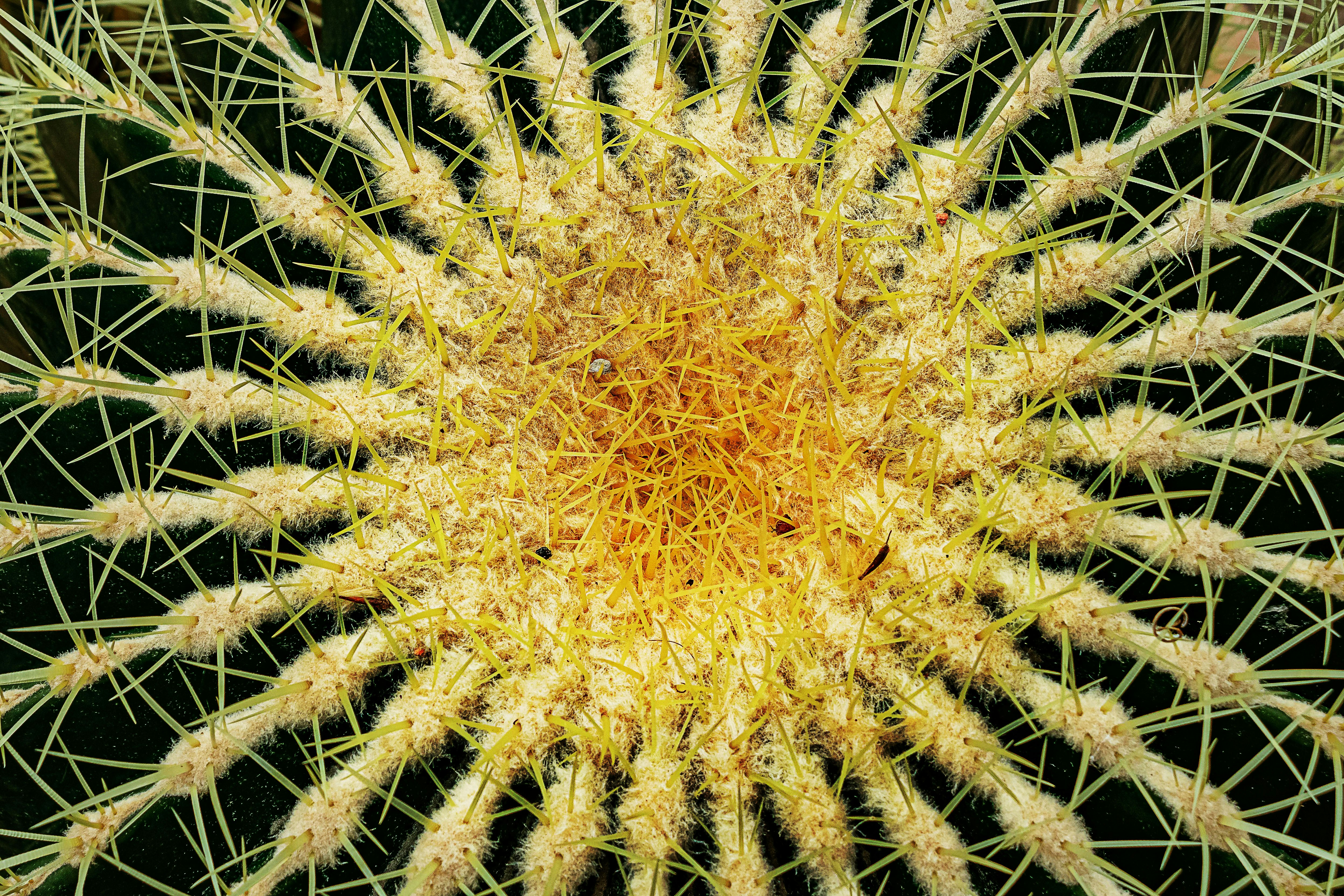 Gold Rosette: Macro Spiral of Cactus Spines
