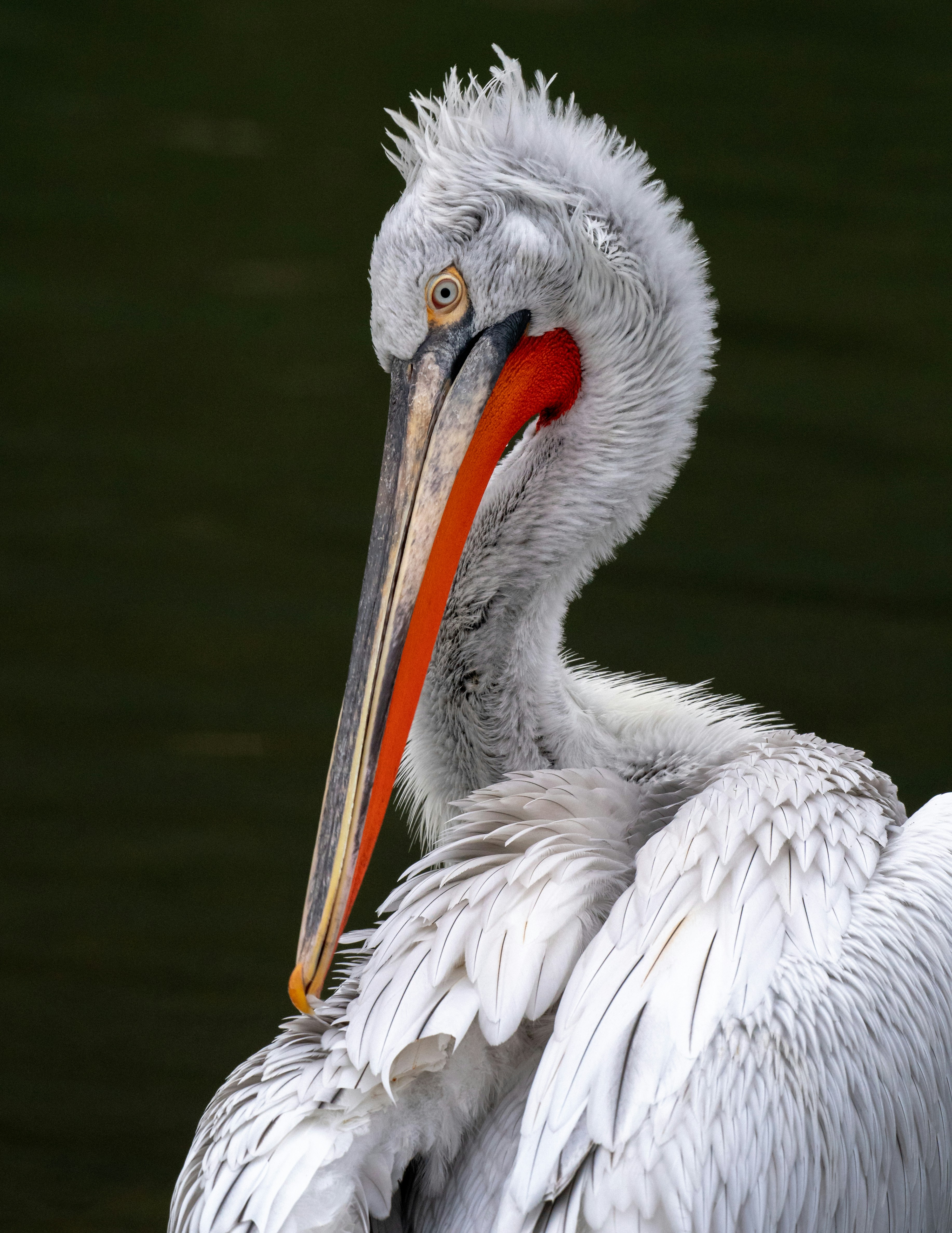 A large white bird with a long orange beak photo – Free Nature Image on Unsplash