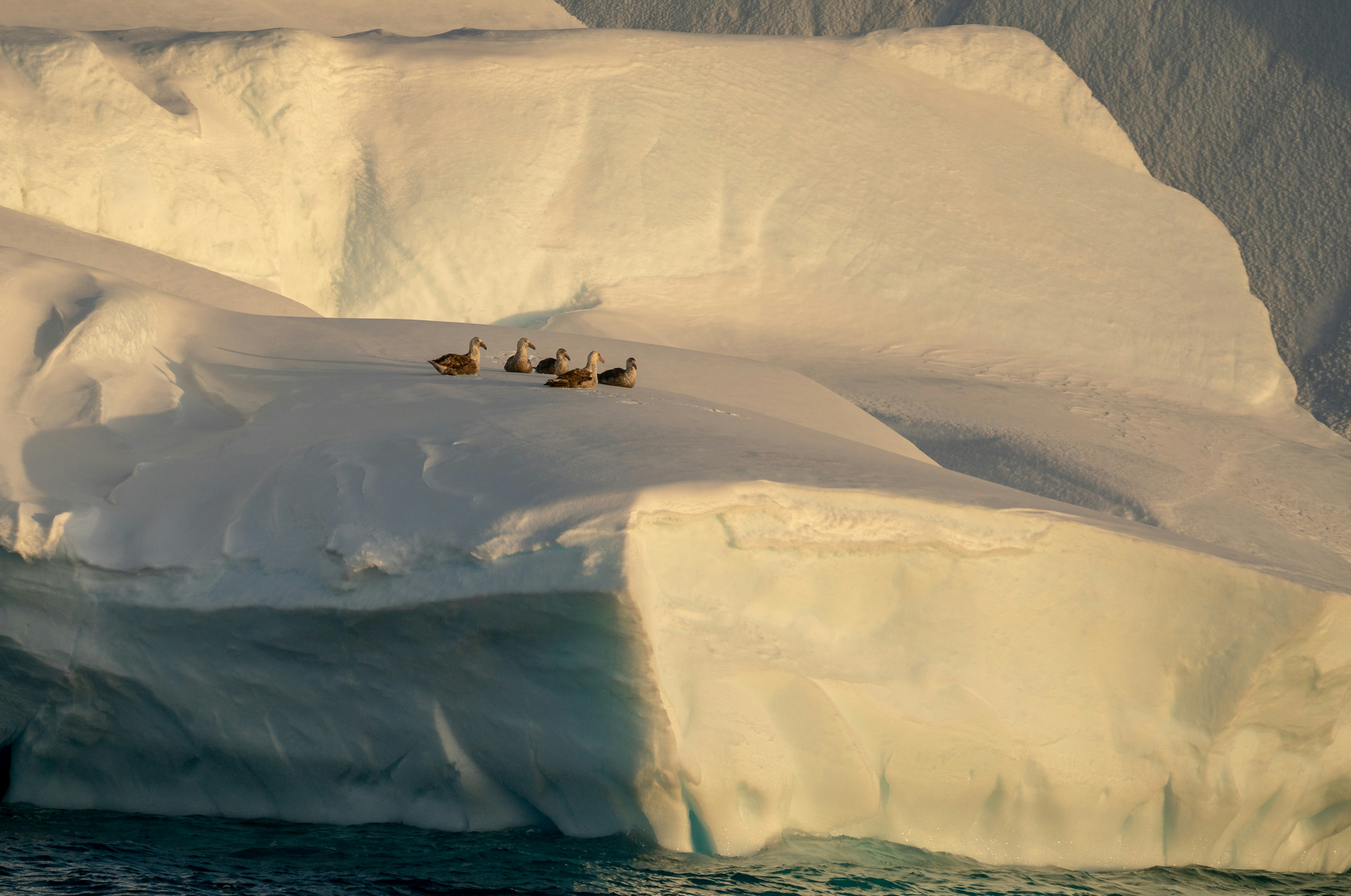 A group of birds sitting on top of an iceberg photo – Free Nature Image ...