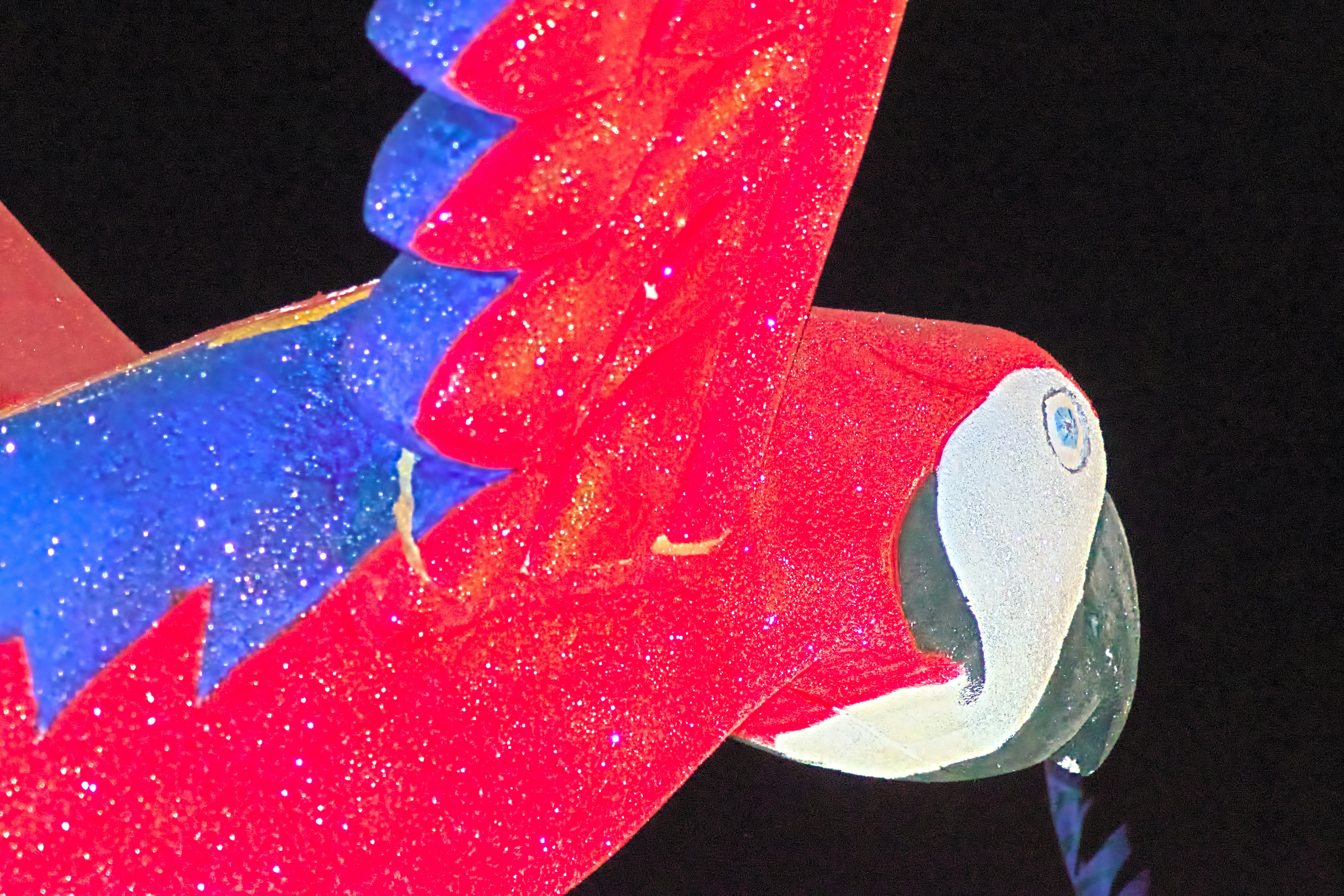 A colorful parrot flying through the air at night photo – Free Red ...