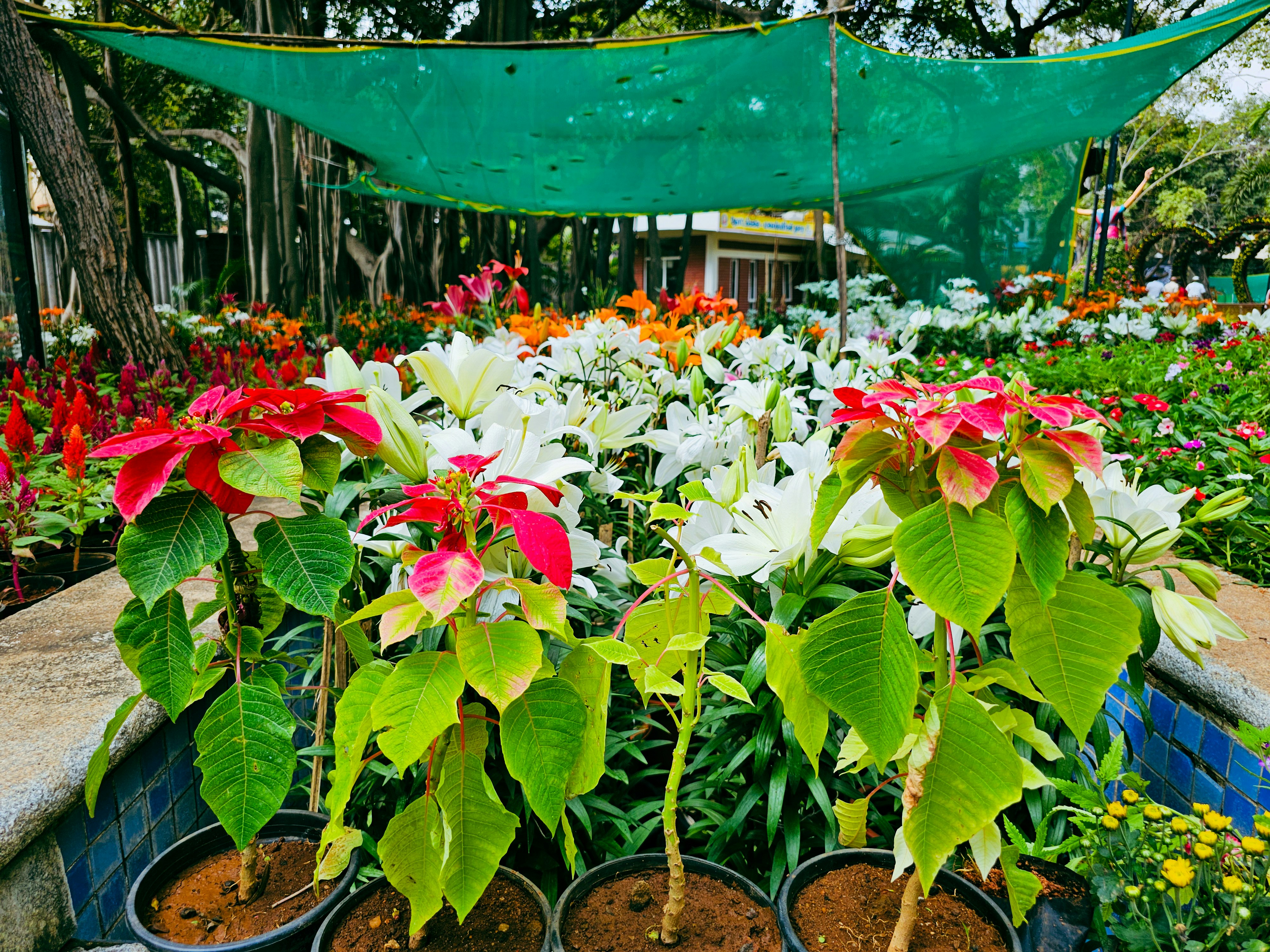 Under the Green Canopy: A Vivid Bed of Poinsettias in Bloom
