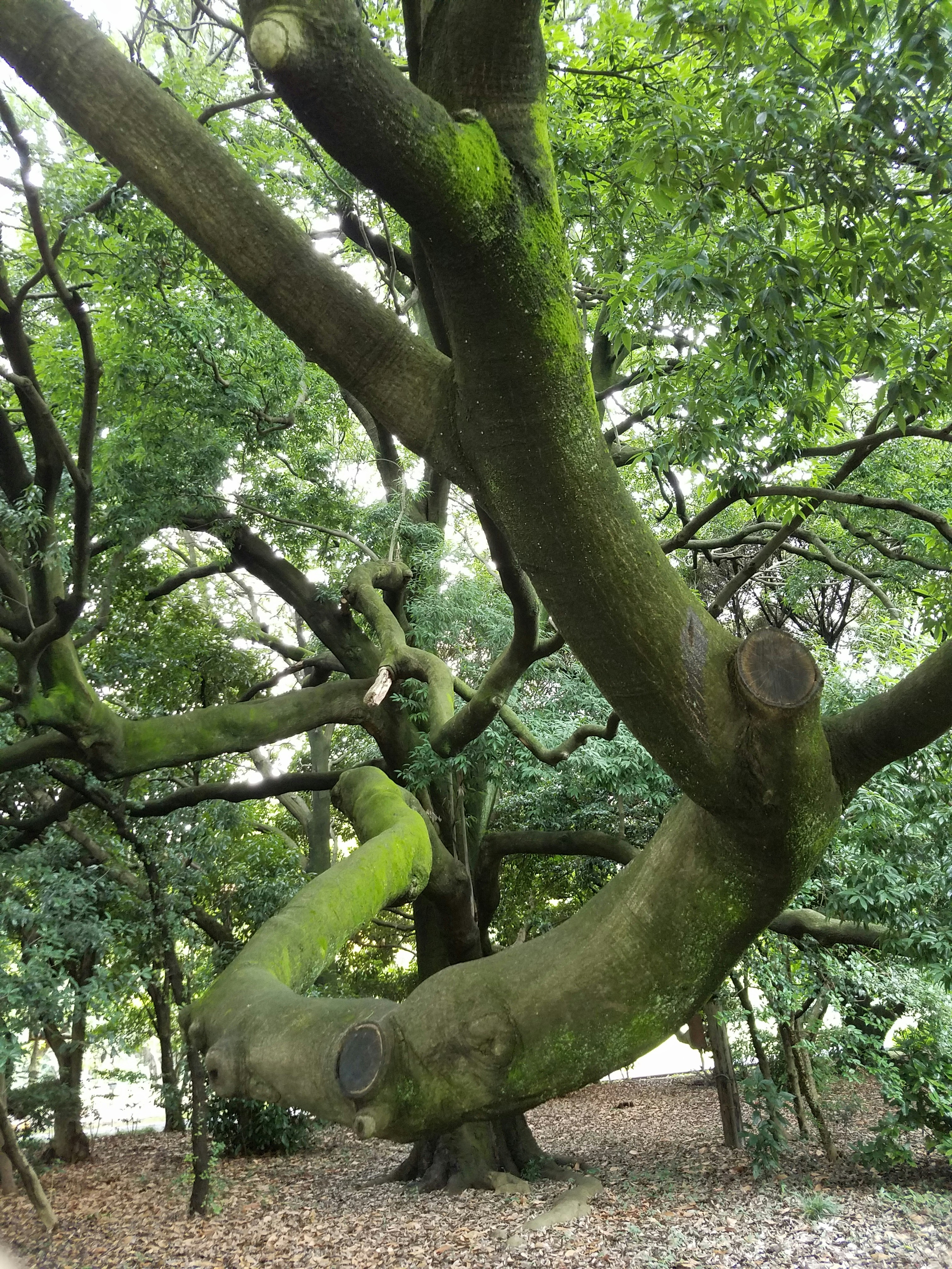 A very large tree with a very long trunk photo – Free Tree Image on ...