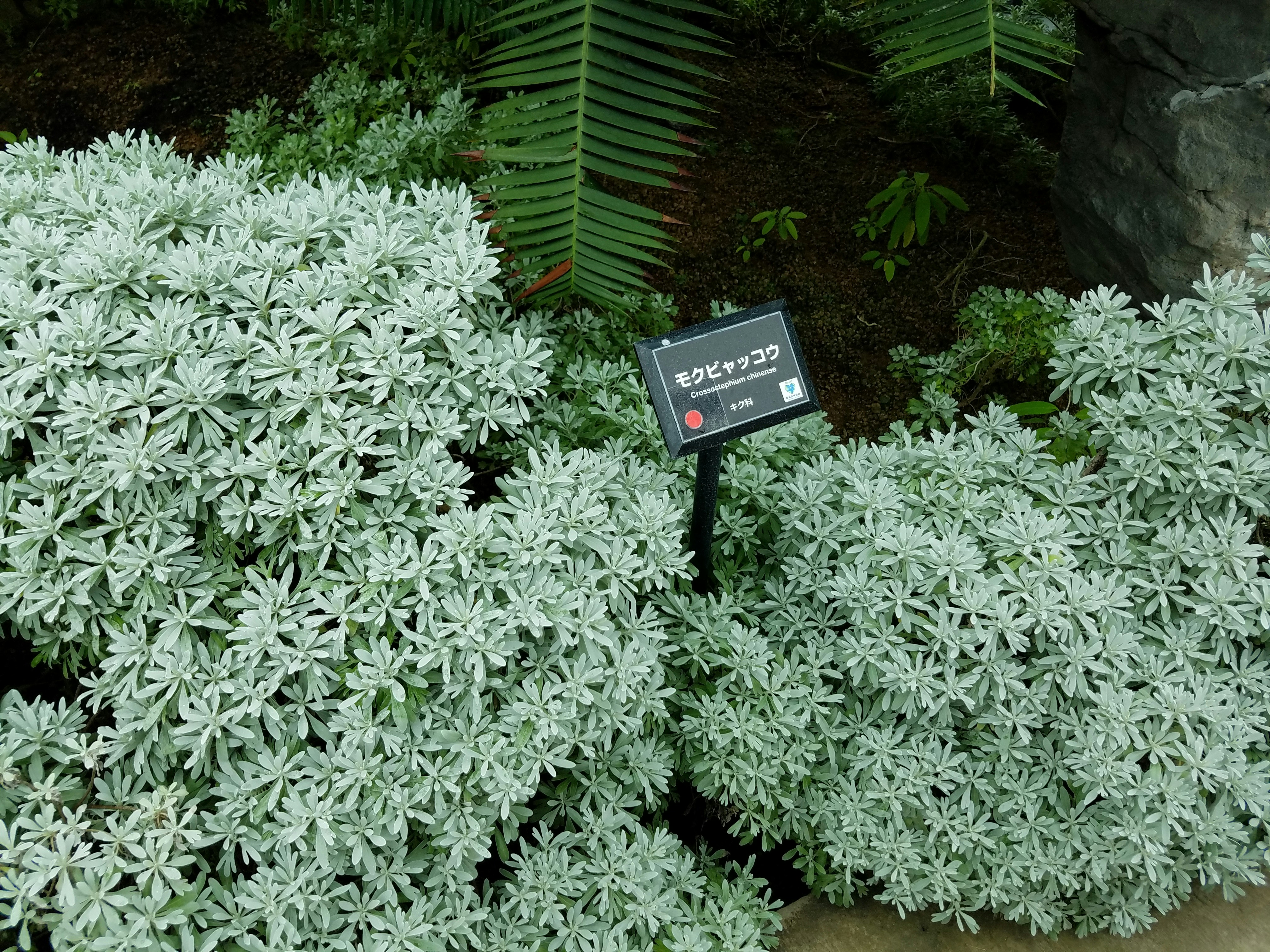 Silvery Groundcover under Subtle Signage