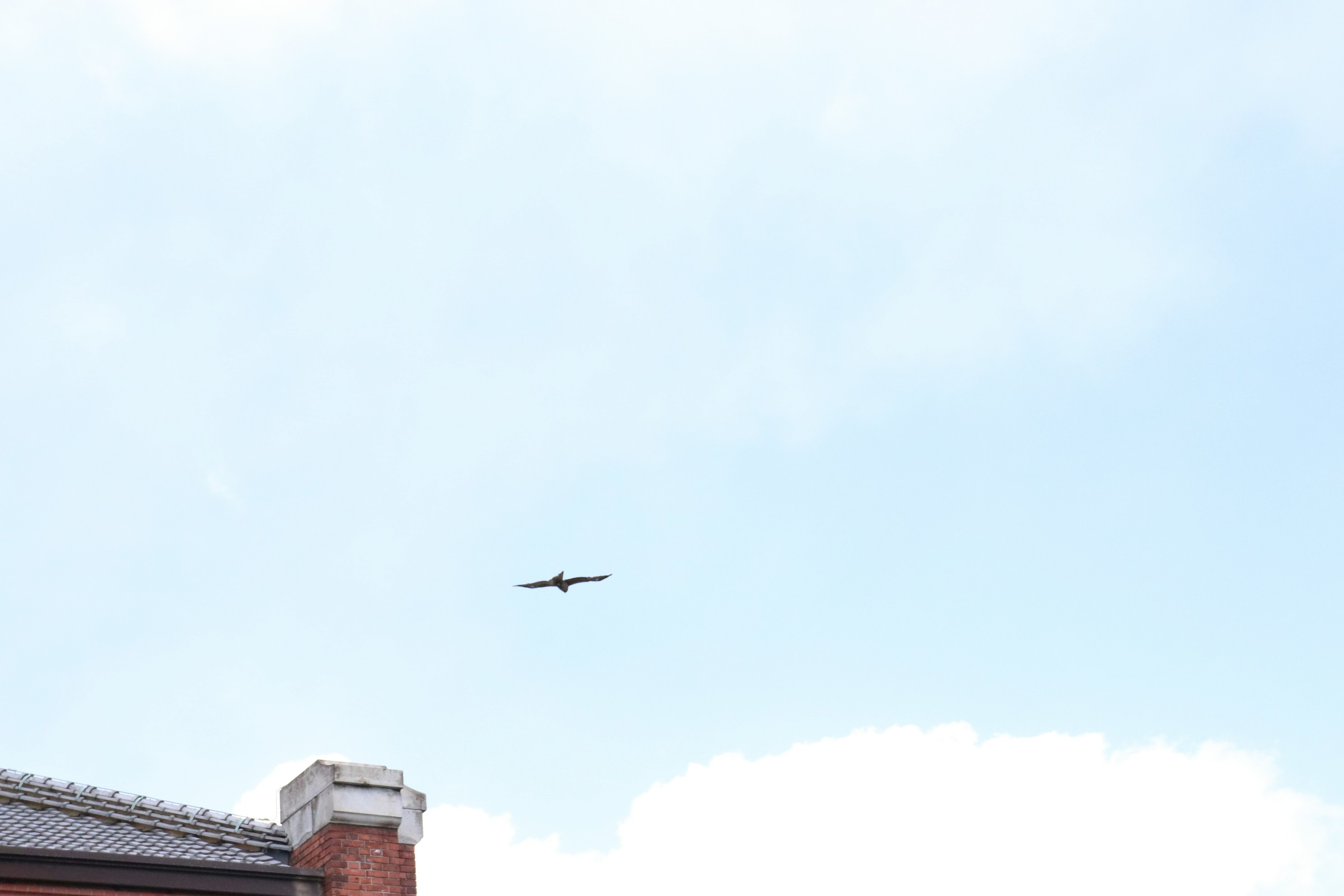 Lone Jet Skims a Clear Sky Over Suburban Rooflines