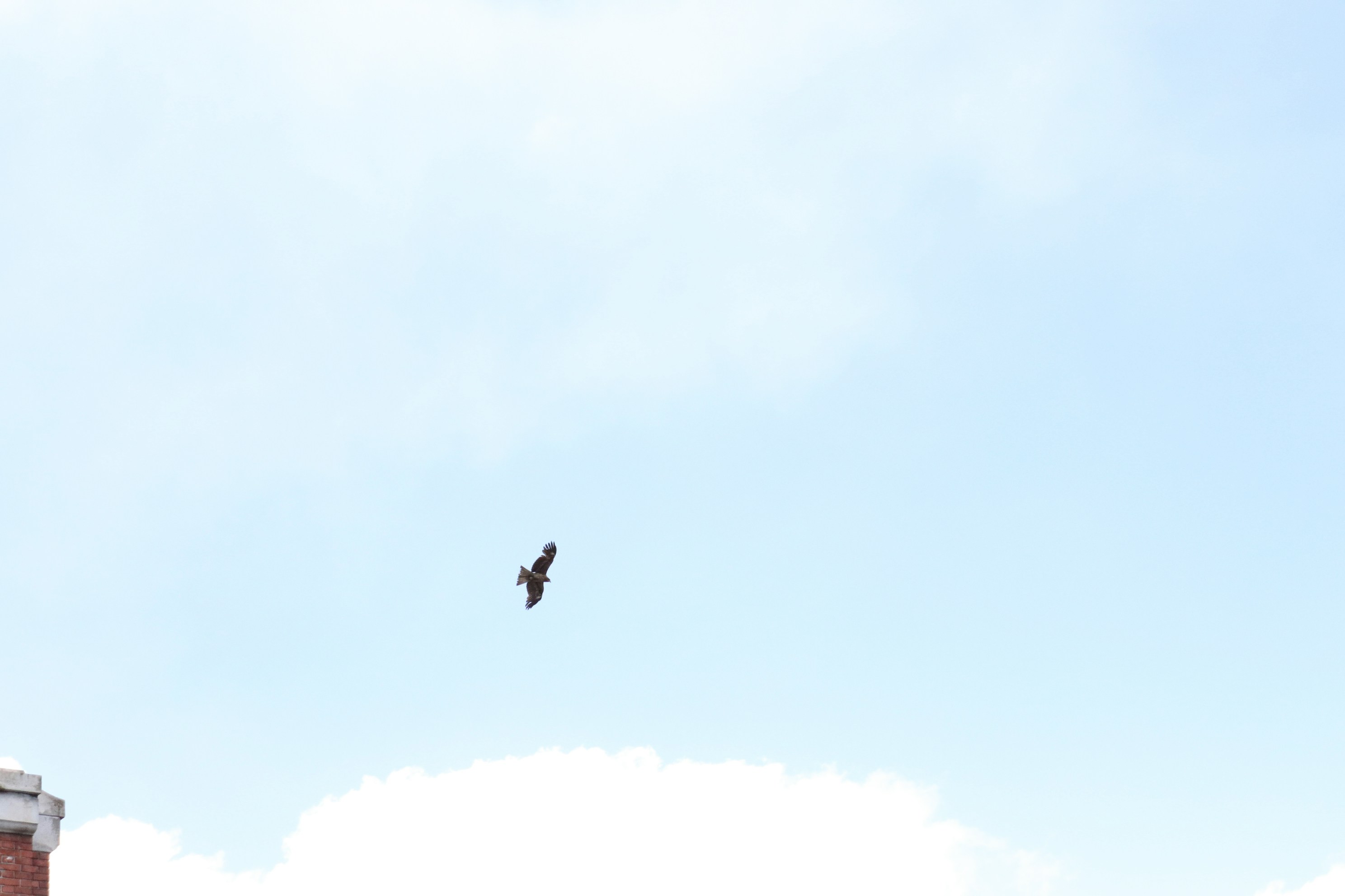 A Glimpse of Freedom: Soaring High