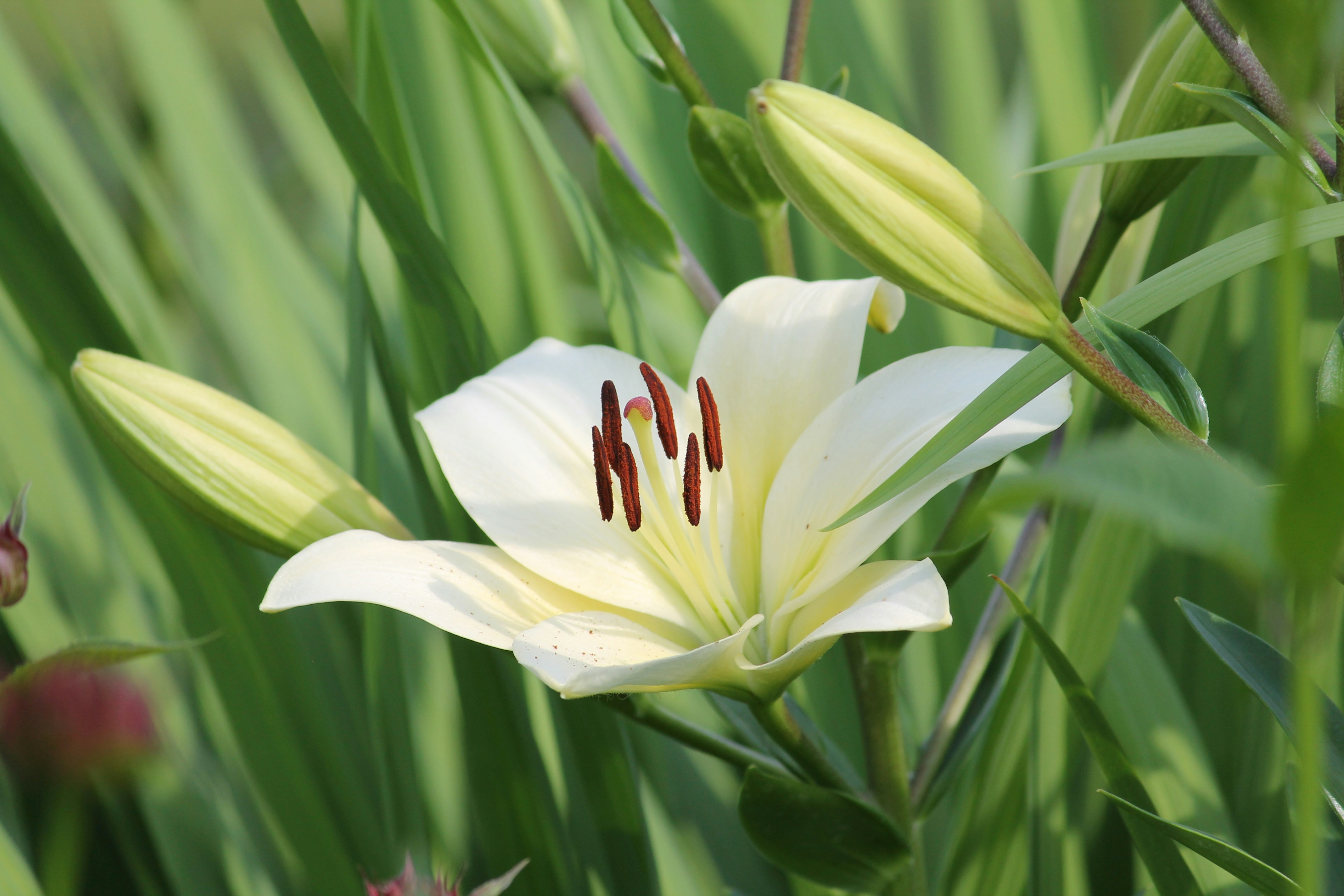 Delicate white lily blooms amidst lush green foliage, showcasing vibrant red stamens. A symbol of purity and renewal.