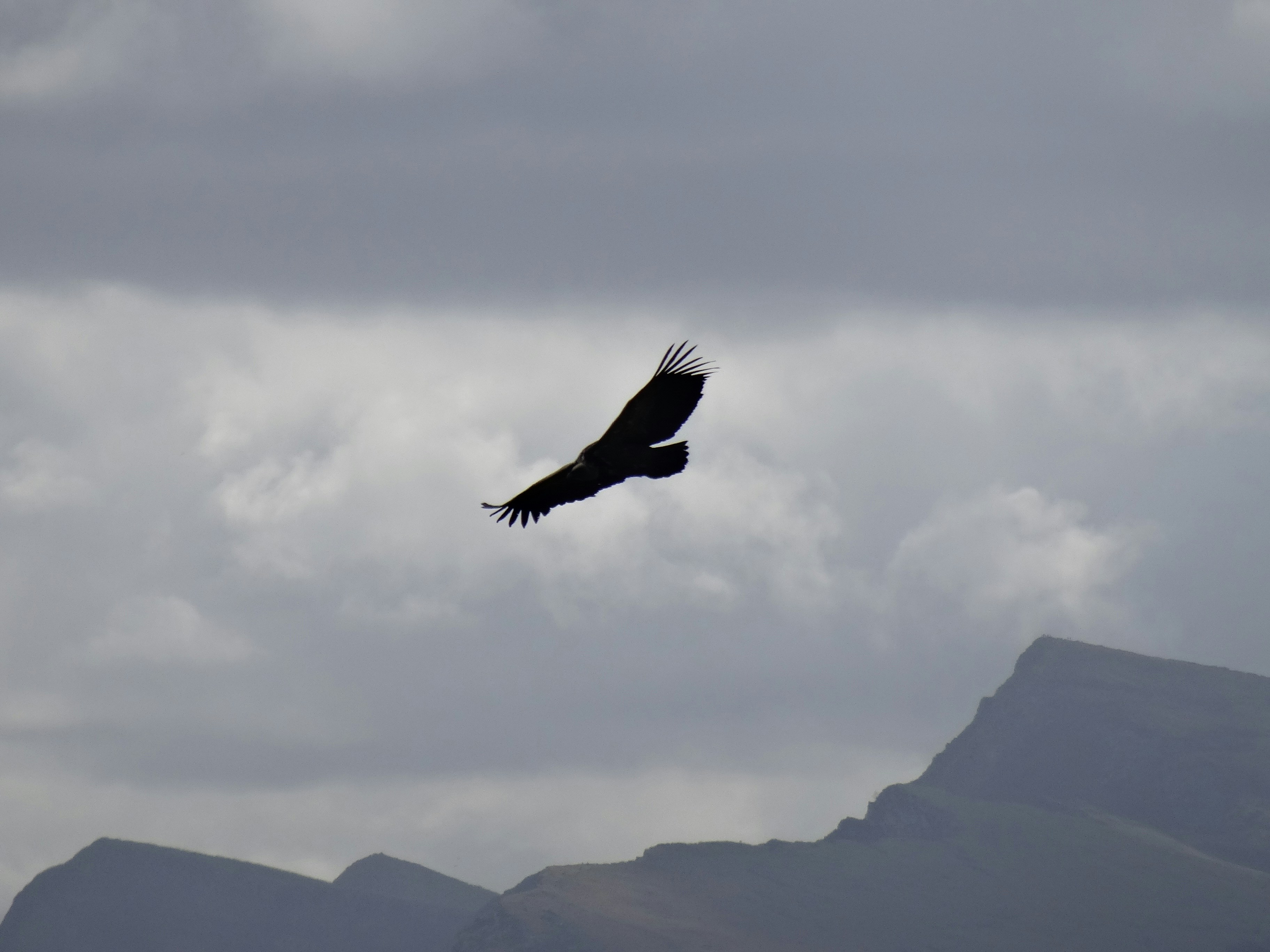 A lone black bird soars above a jagged mountain ridge beneath a cloudy sky, captured as a stark silhouette.
