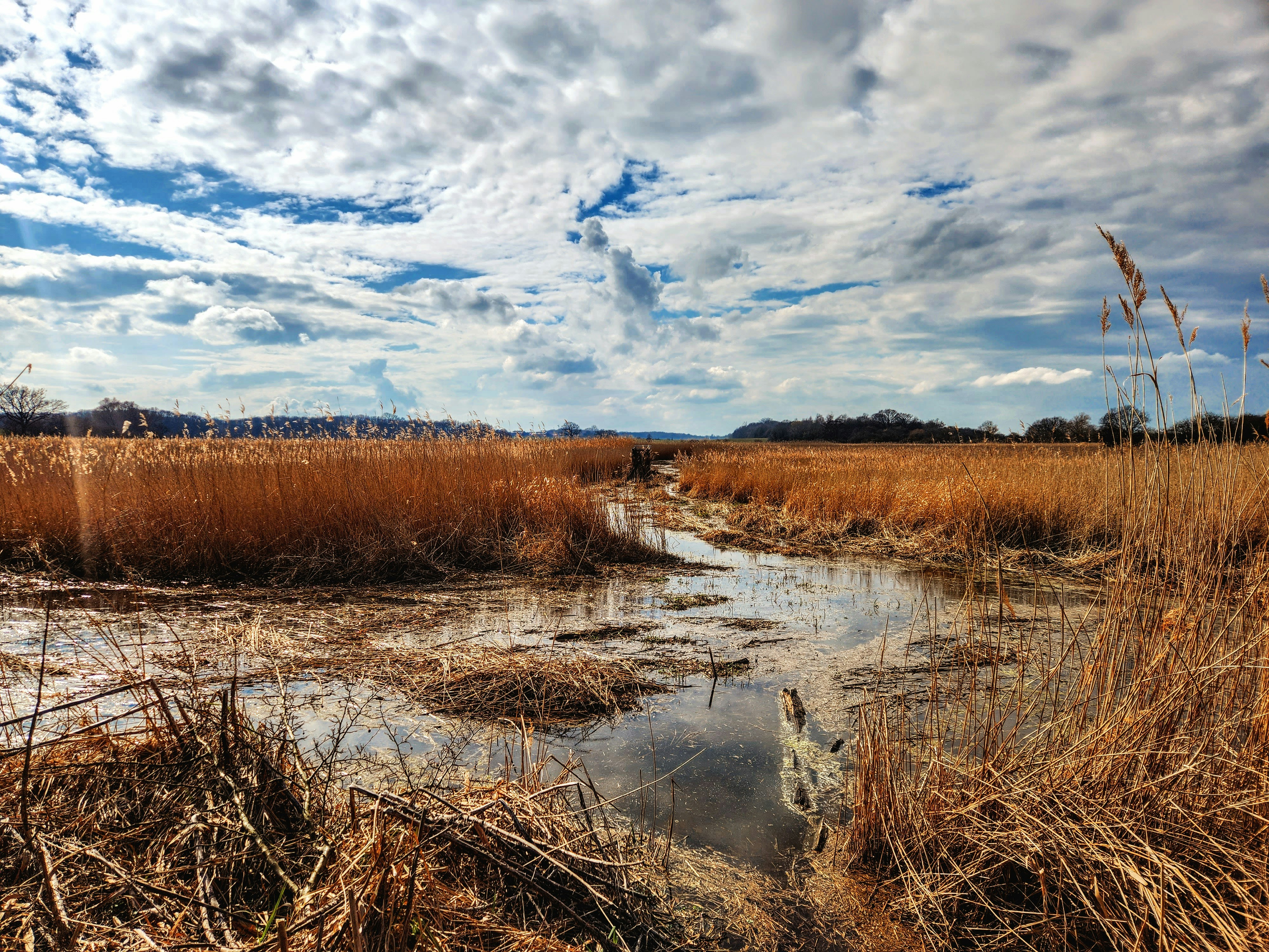 A swampy area with a puddle of water in the middle of it photo – Free ...