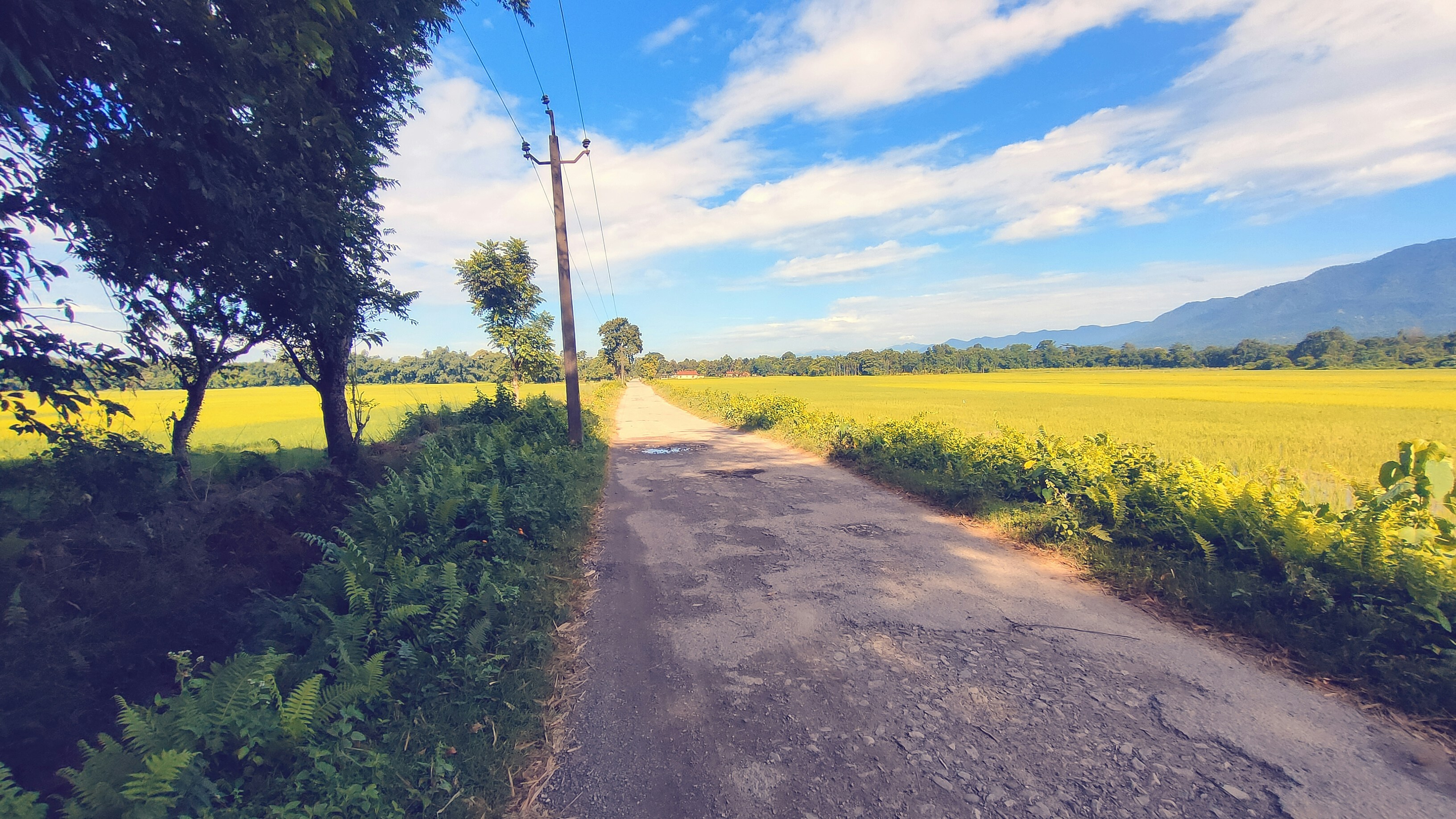 A dirt road with trees and a field in the background photo – Free ...