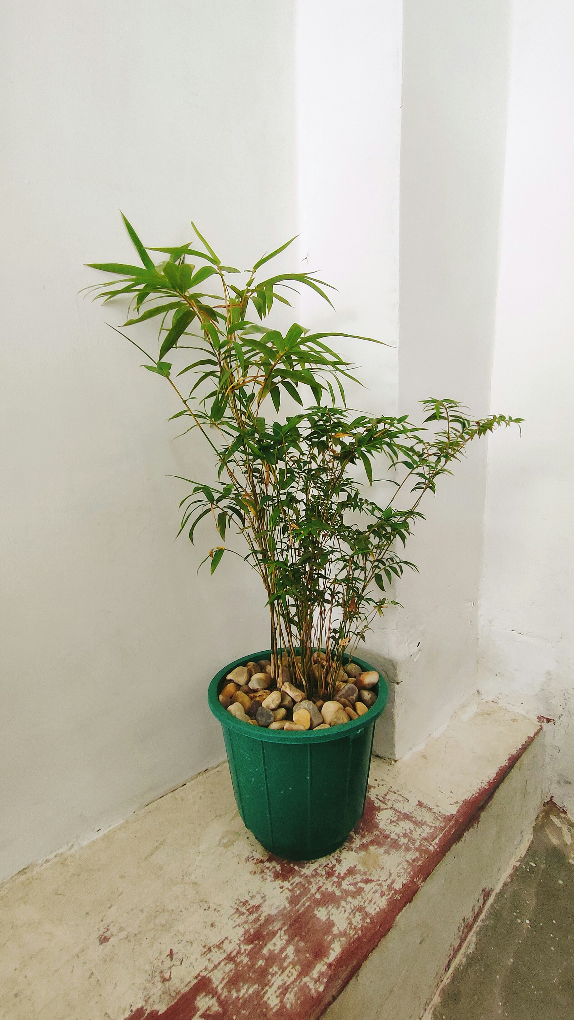 Lush Corner Plant in a Minimalist White Nook