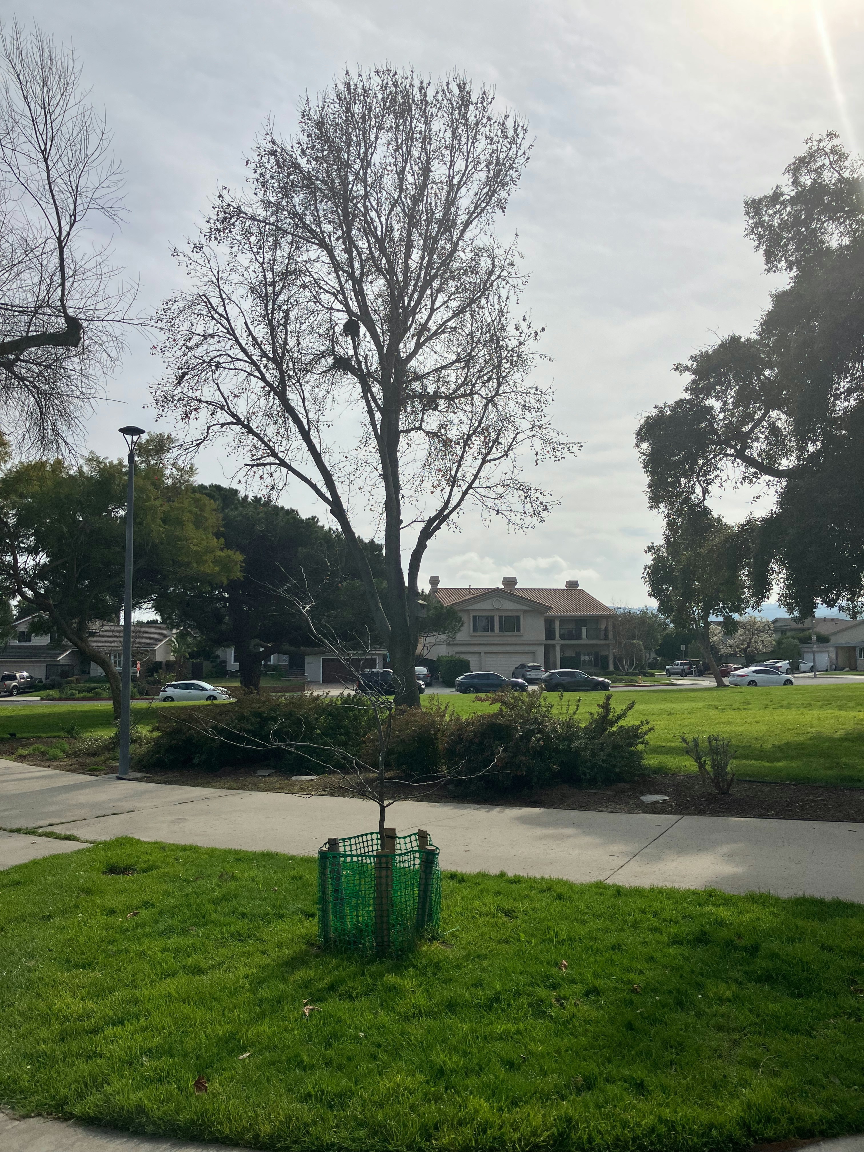 Bare Arboreal Sentinel: A Quiet Park Scene with a Young Protective Sapling