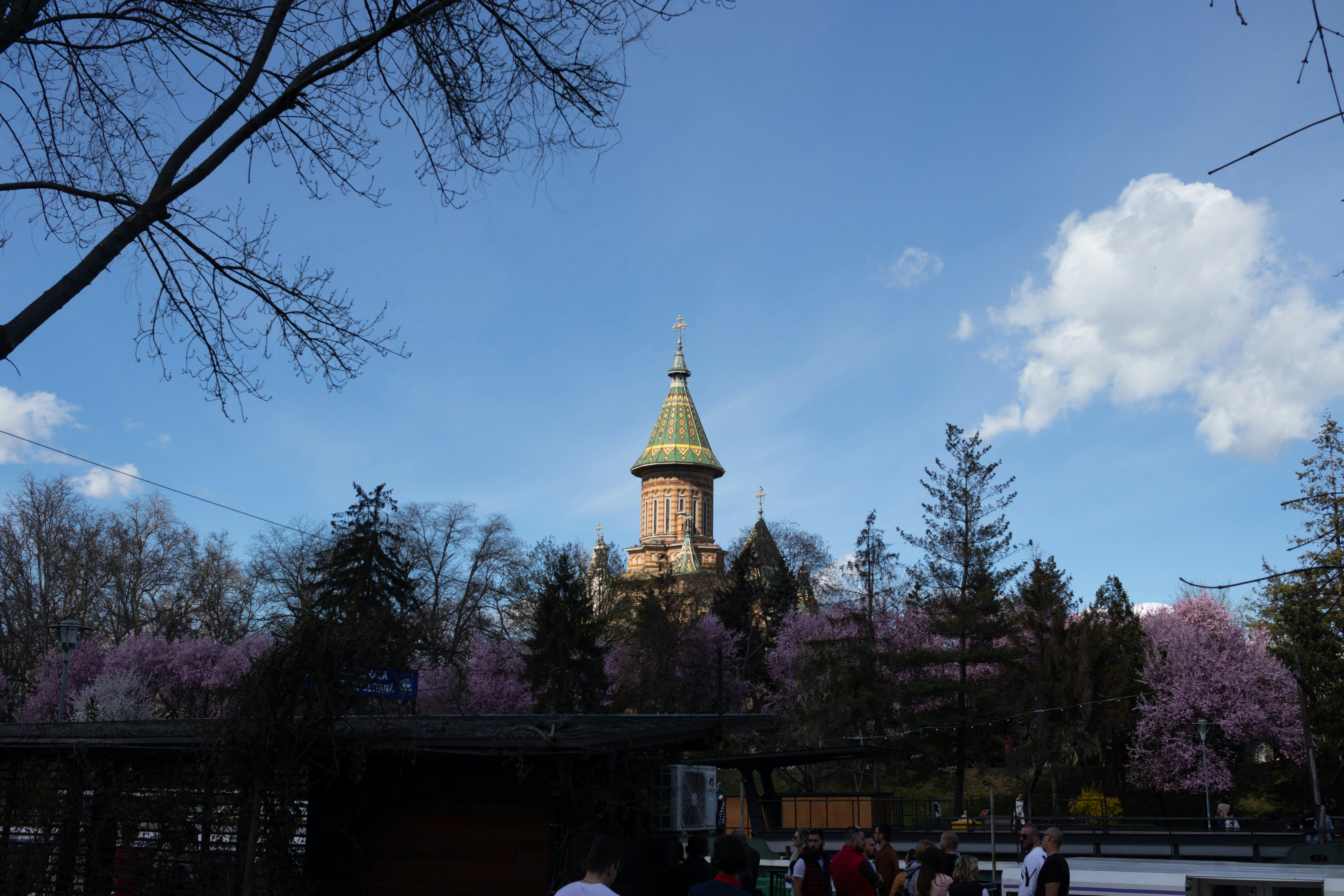 Clock Tower in Bloom: Pink Canopies Framing a City Landmark