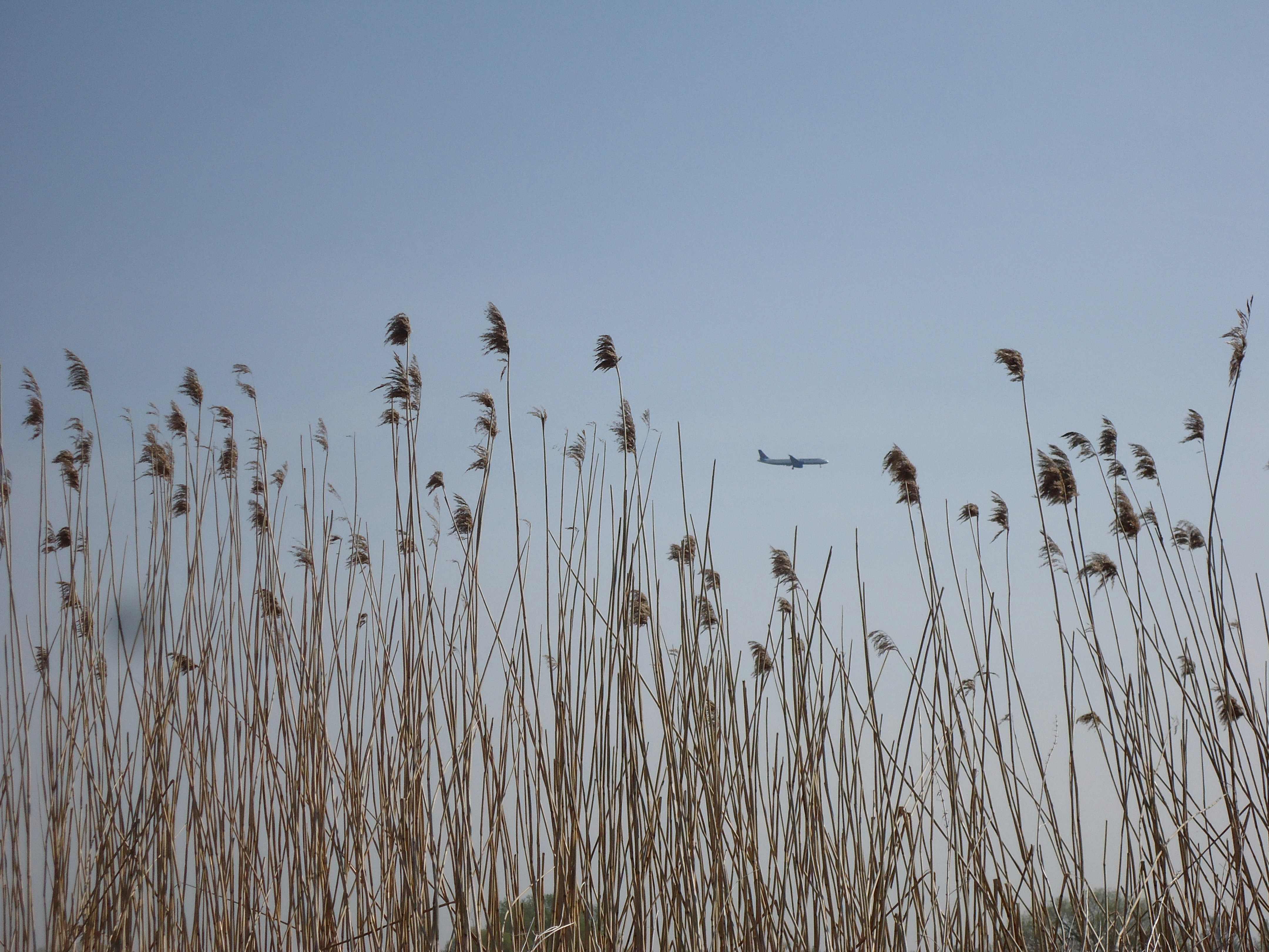 A plane flying over a field of tall grass photo – Free Grey Image on ...