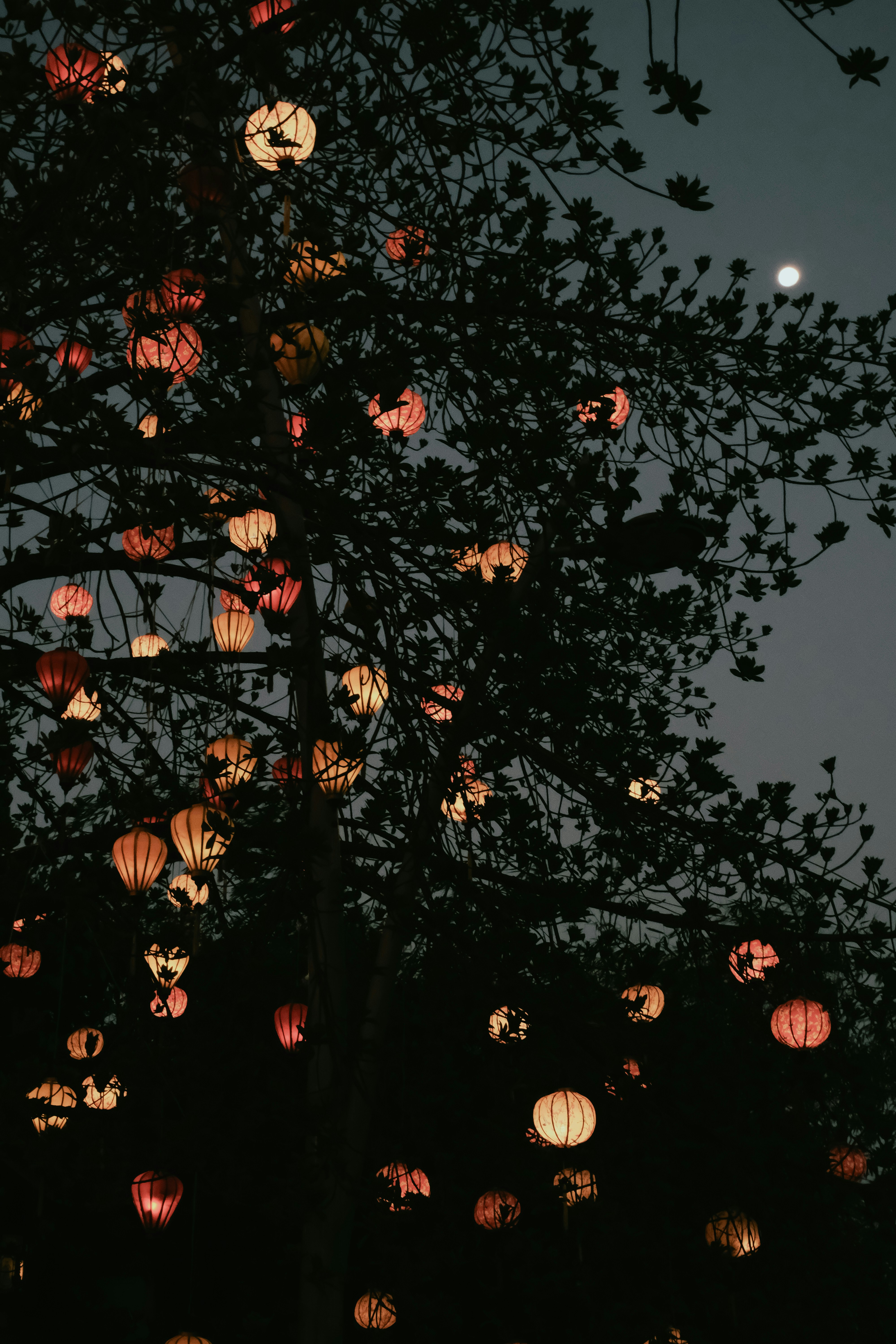 A tree filled with lots of lit up lanterns photo – Free Lighting Image ...
