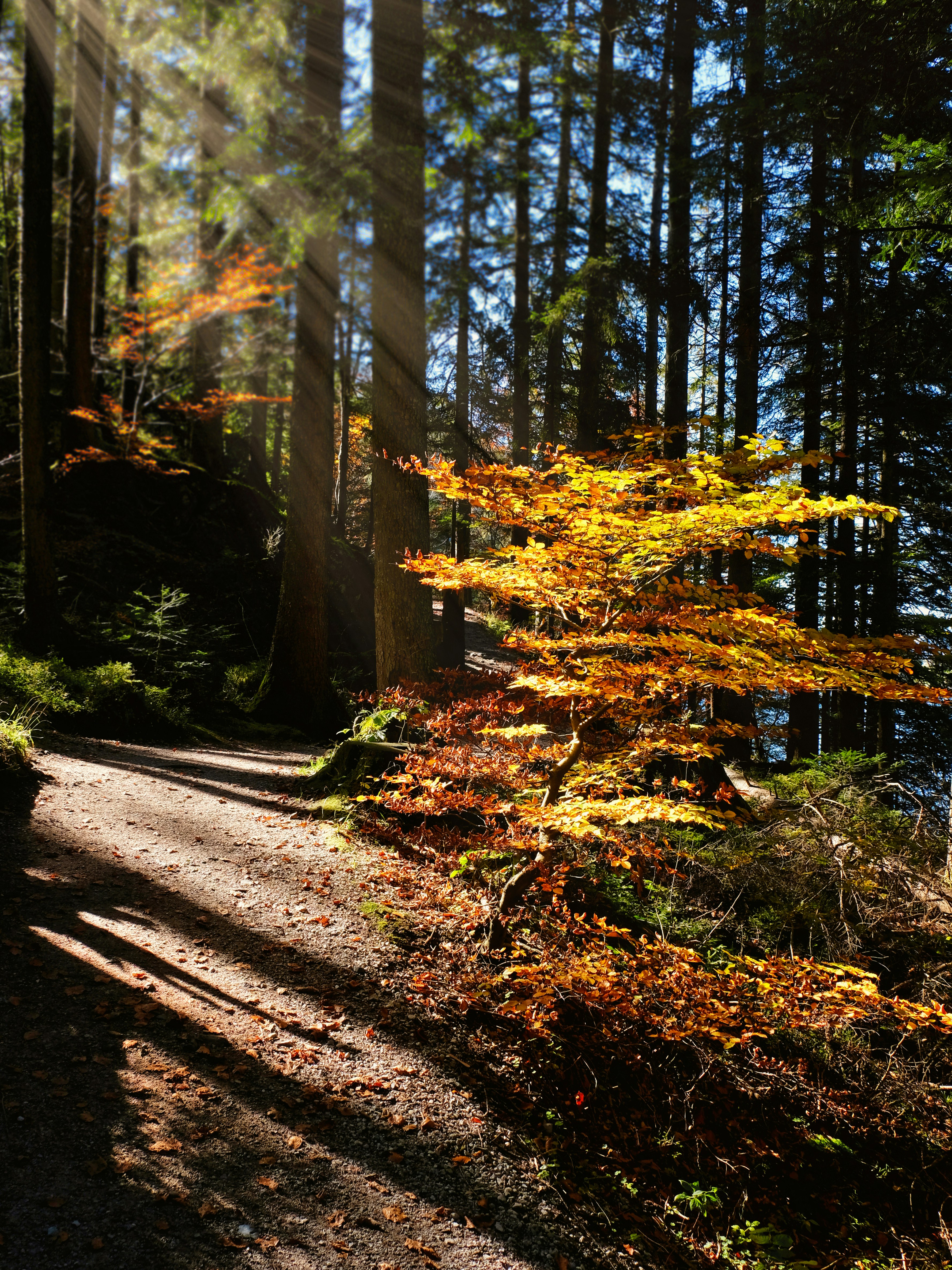 Ember Maple in Sunlit Pines: Dappled Autumn Trail